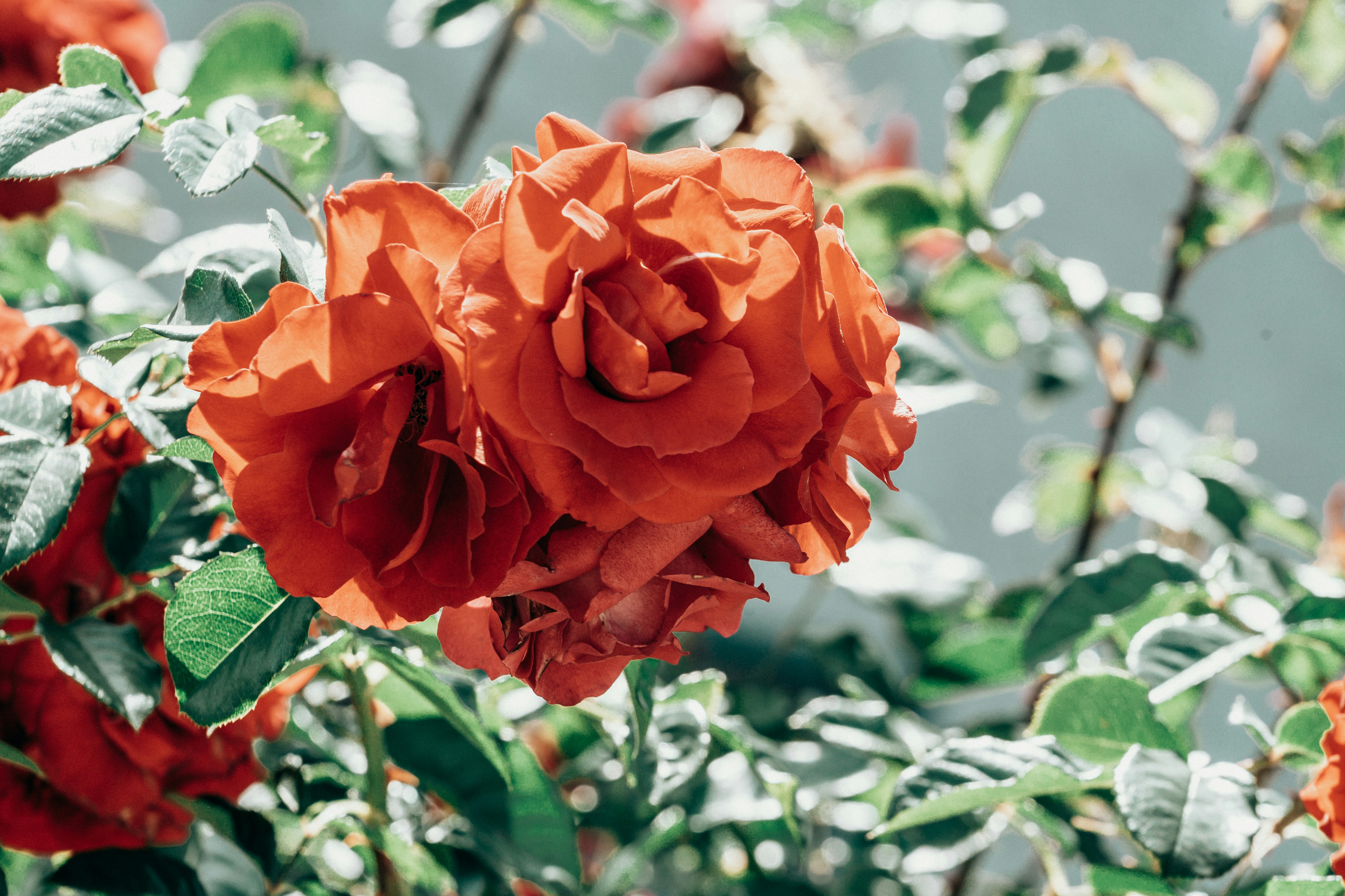 Crimson Rose in Dappled Light: a Quiet Garden Moment