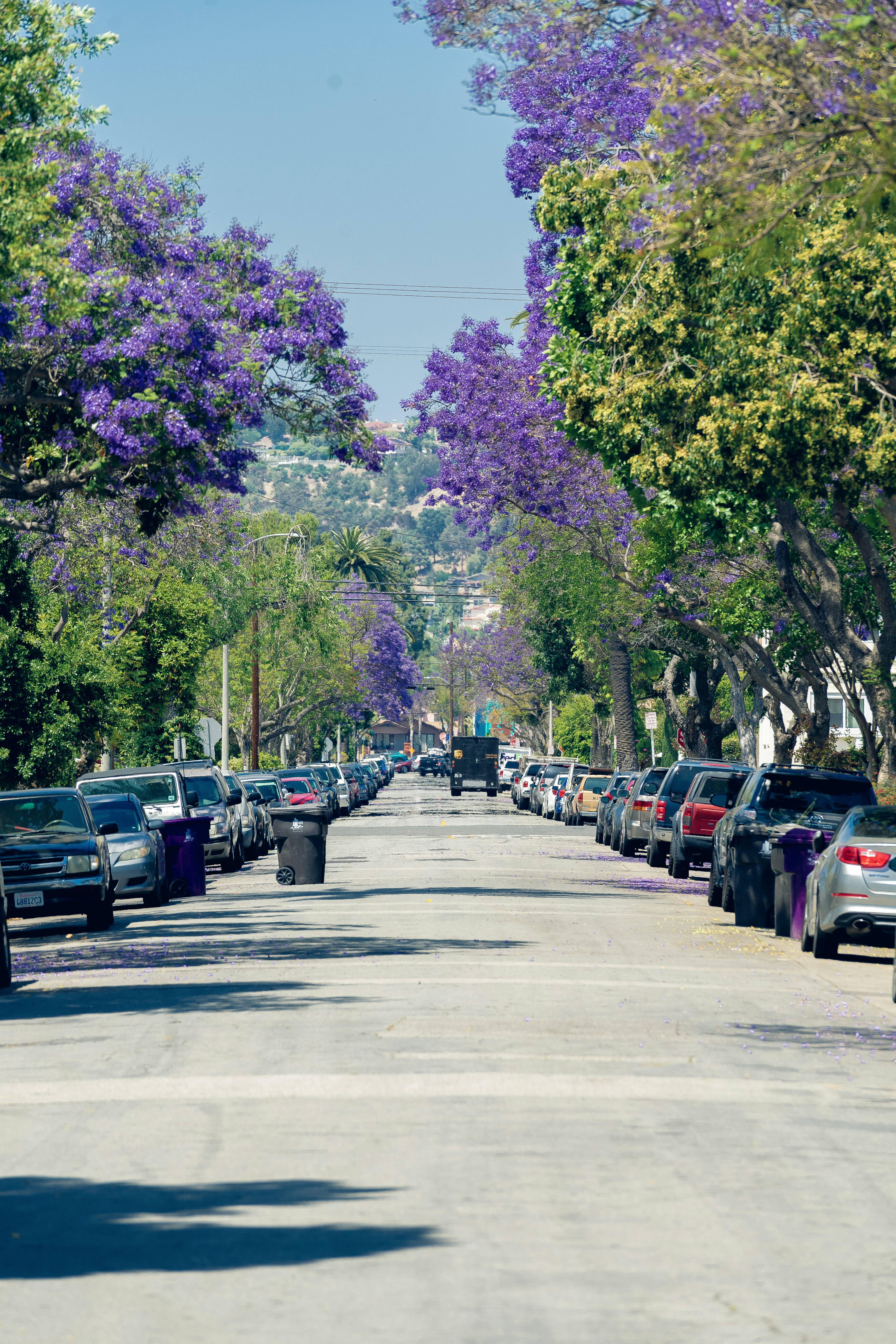 Jacaranda Avenue: A Quiet City Street Framed by Violet Canopies
