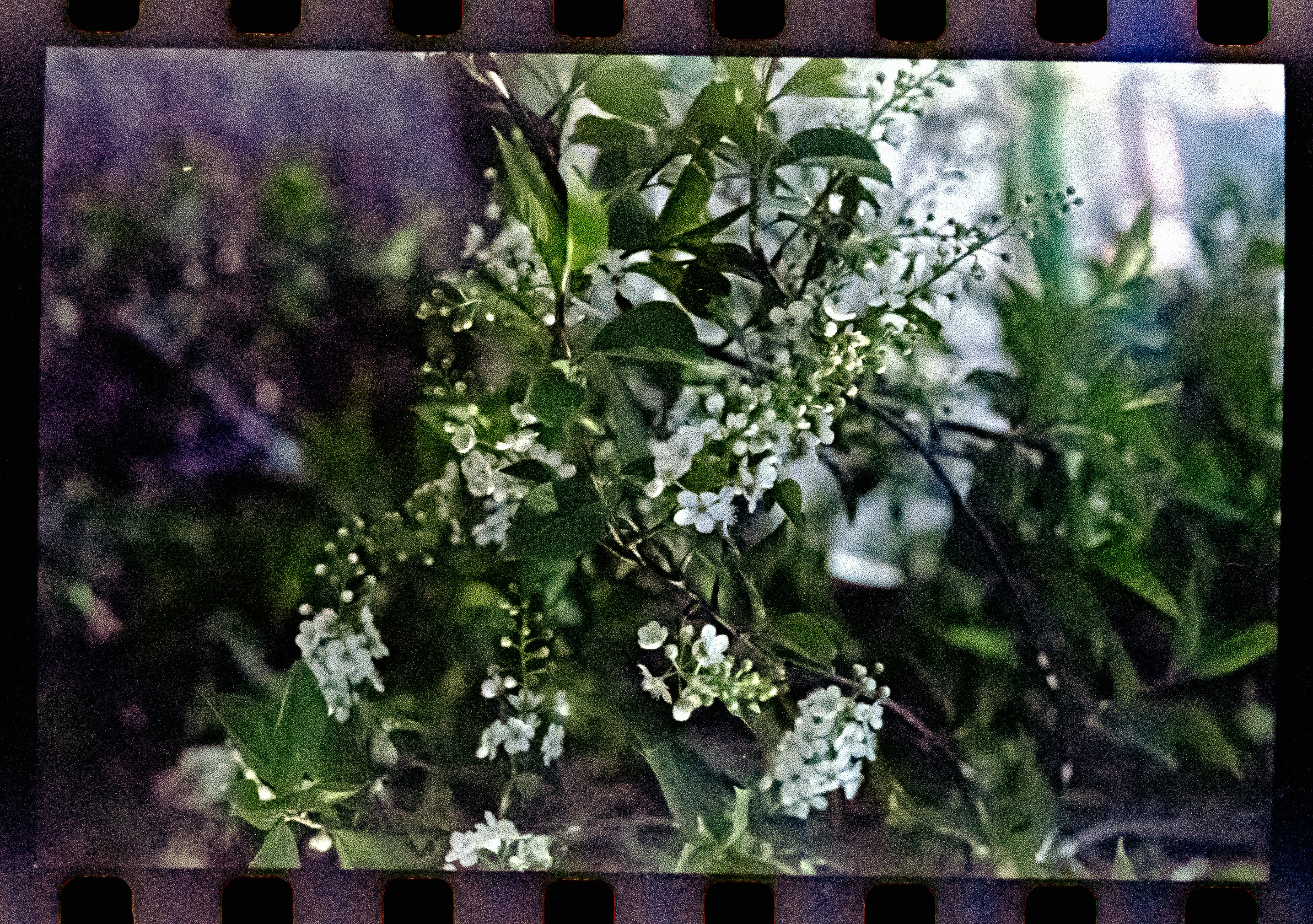 Whispering White Blossoms in a Film-Soft Green Frame
