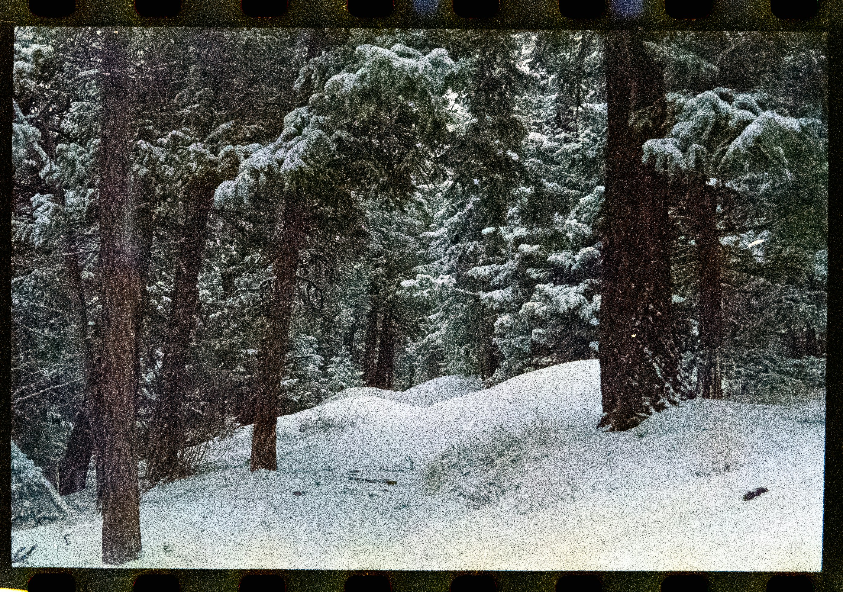 Snow-Flecked Pines: A Quiet Forest Walk