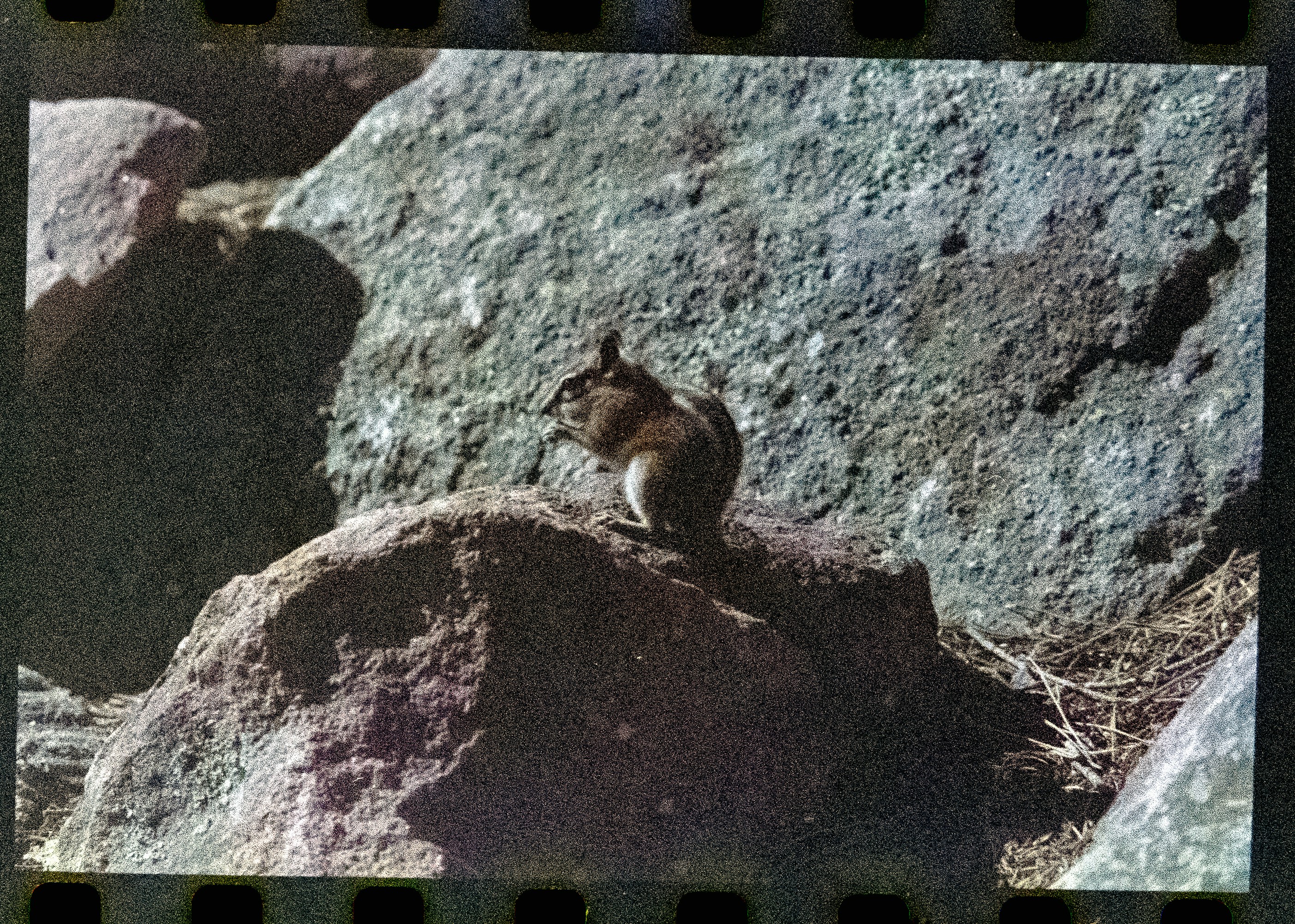 Sparrow on a Granite Perch