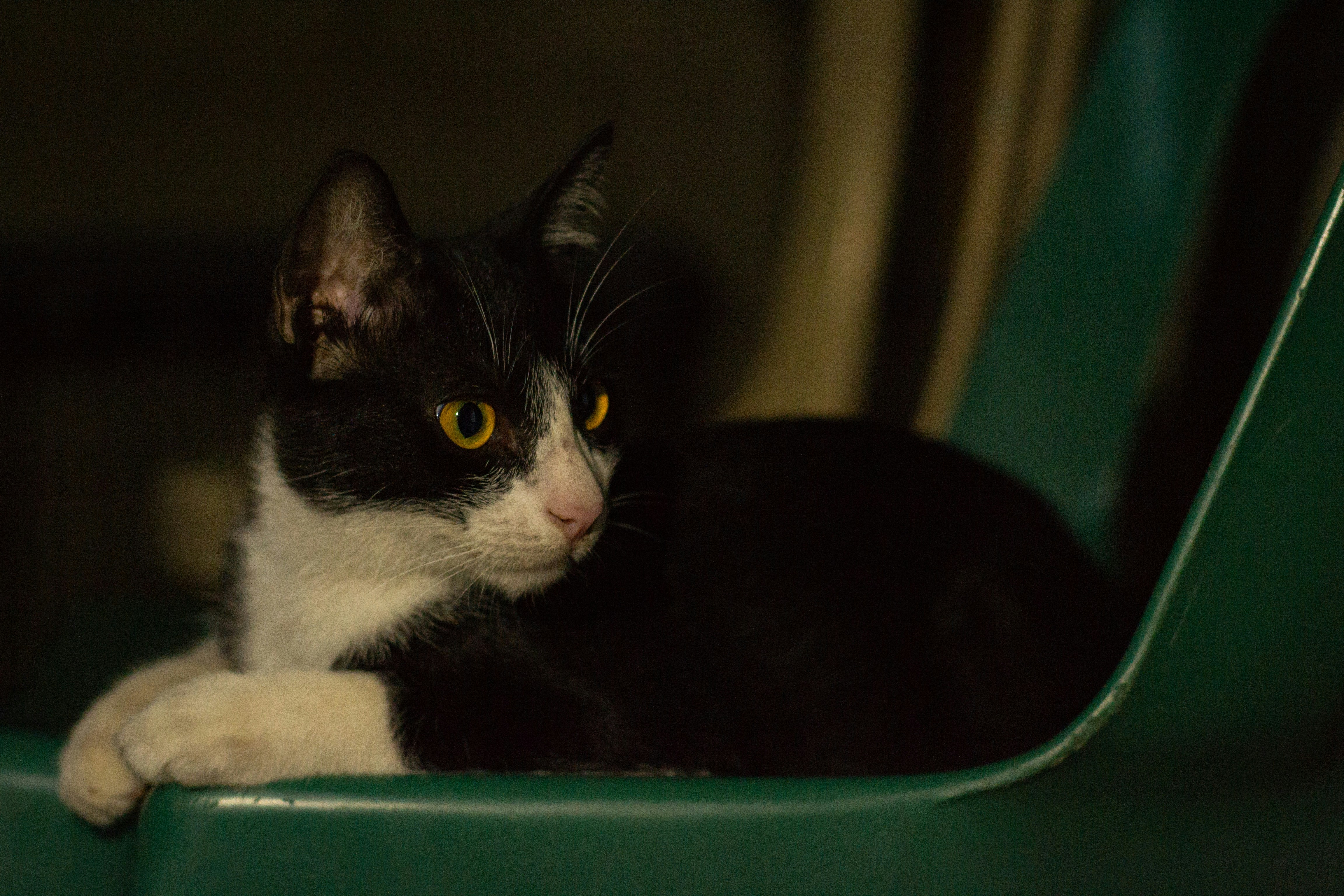 Yellow-Eyed Vigil on a Green Plastic Chair