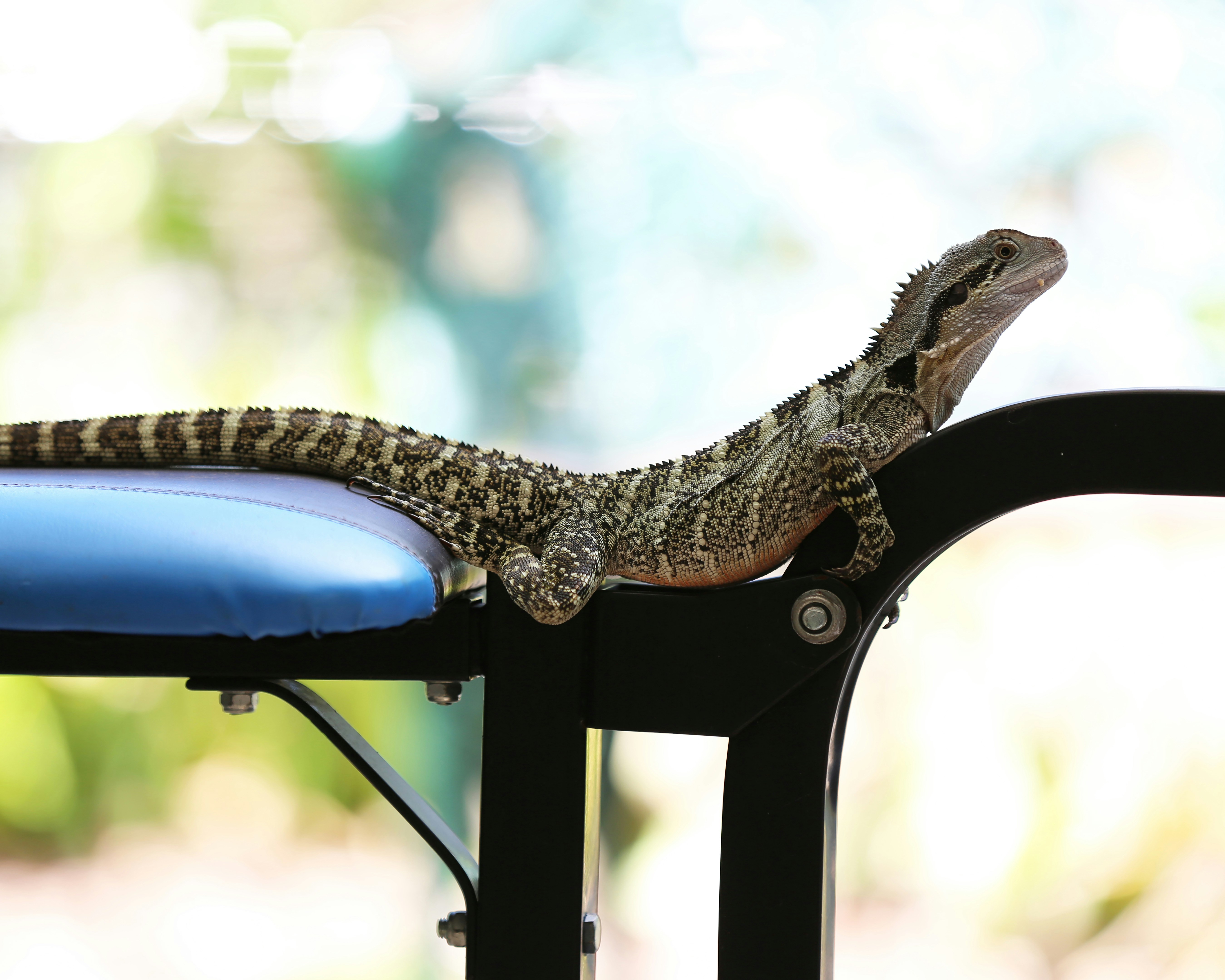 A lizard on a bicycle photo – Free Water dragon Image on Unsplash