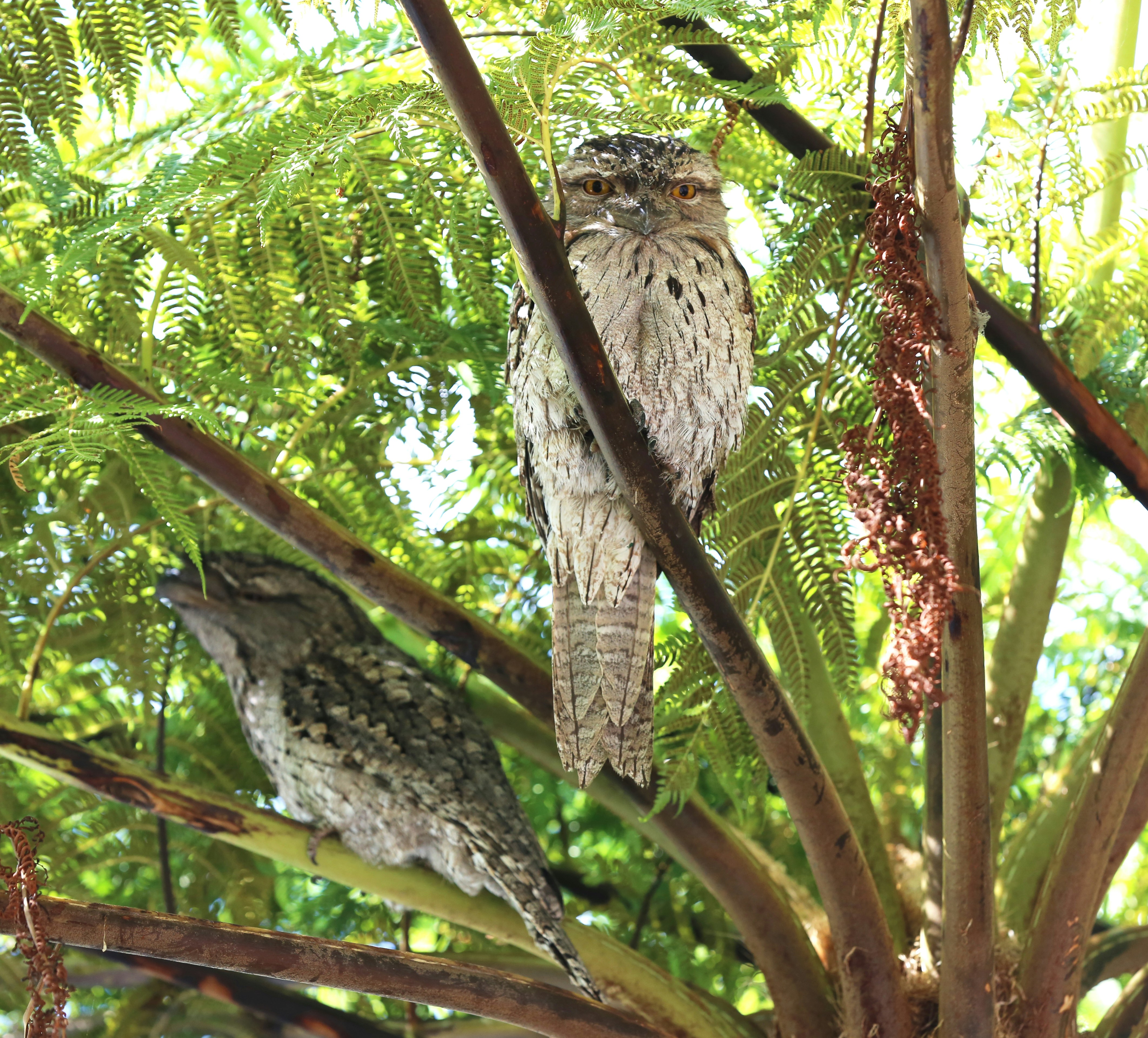 Twin Owls in Dappled Canopy