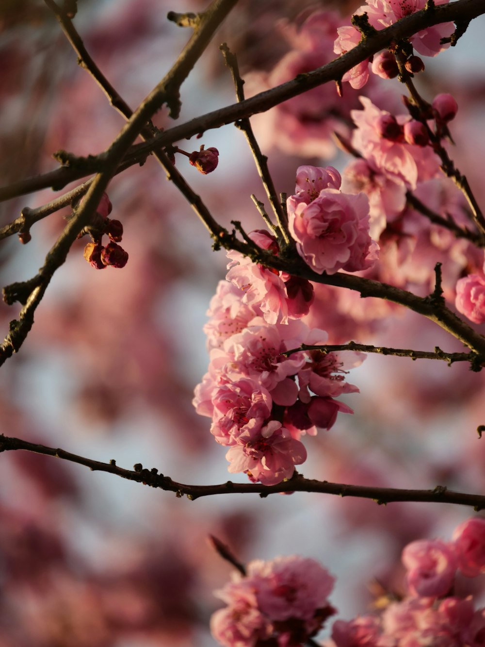 Un gros plan de fleurs roses sur un arbre photo – Photo Fleur Gratuite ... Un gros plan de fleurs roses sur un arbre photo – Photo Fleur Gratuite ...