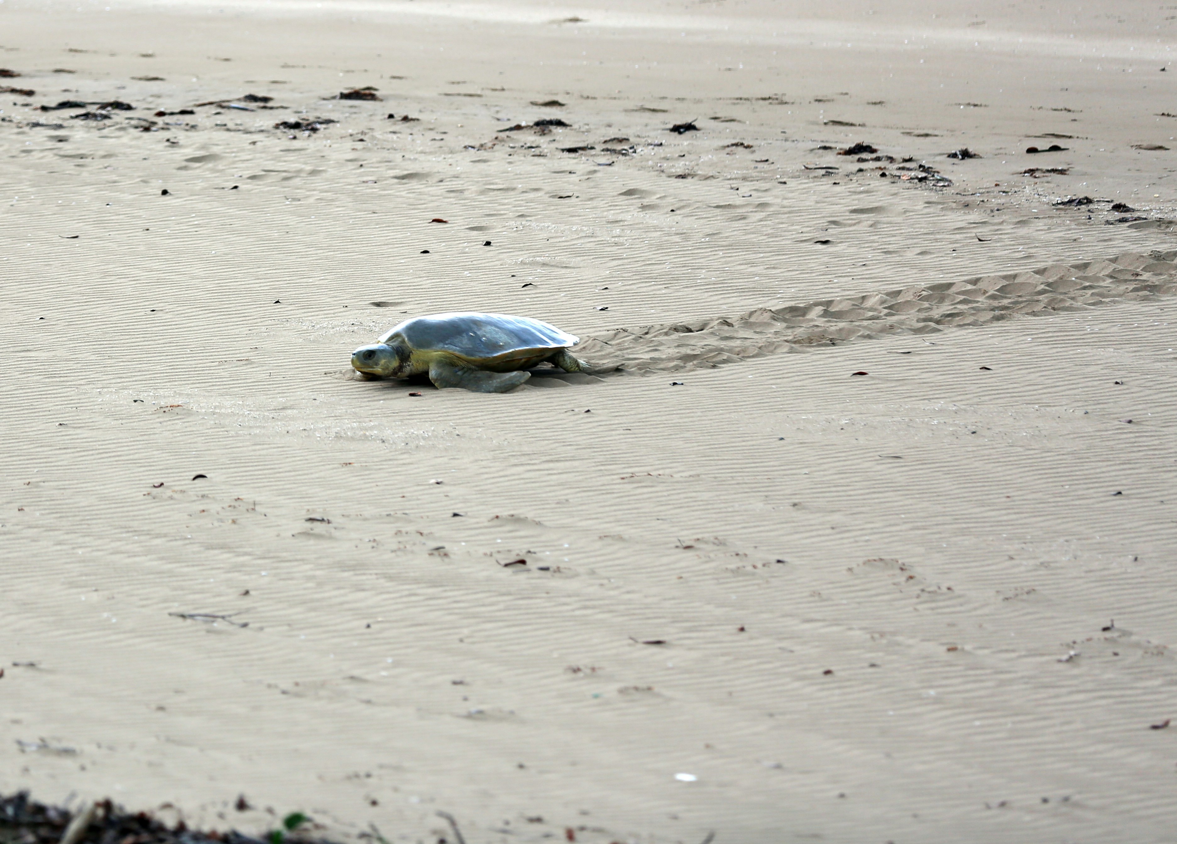 A turtle on a beach photo – Free Turtle Image on Unsplash