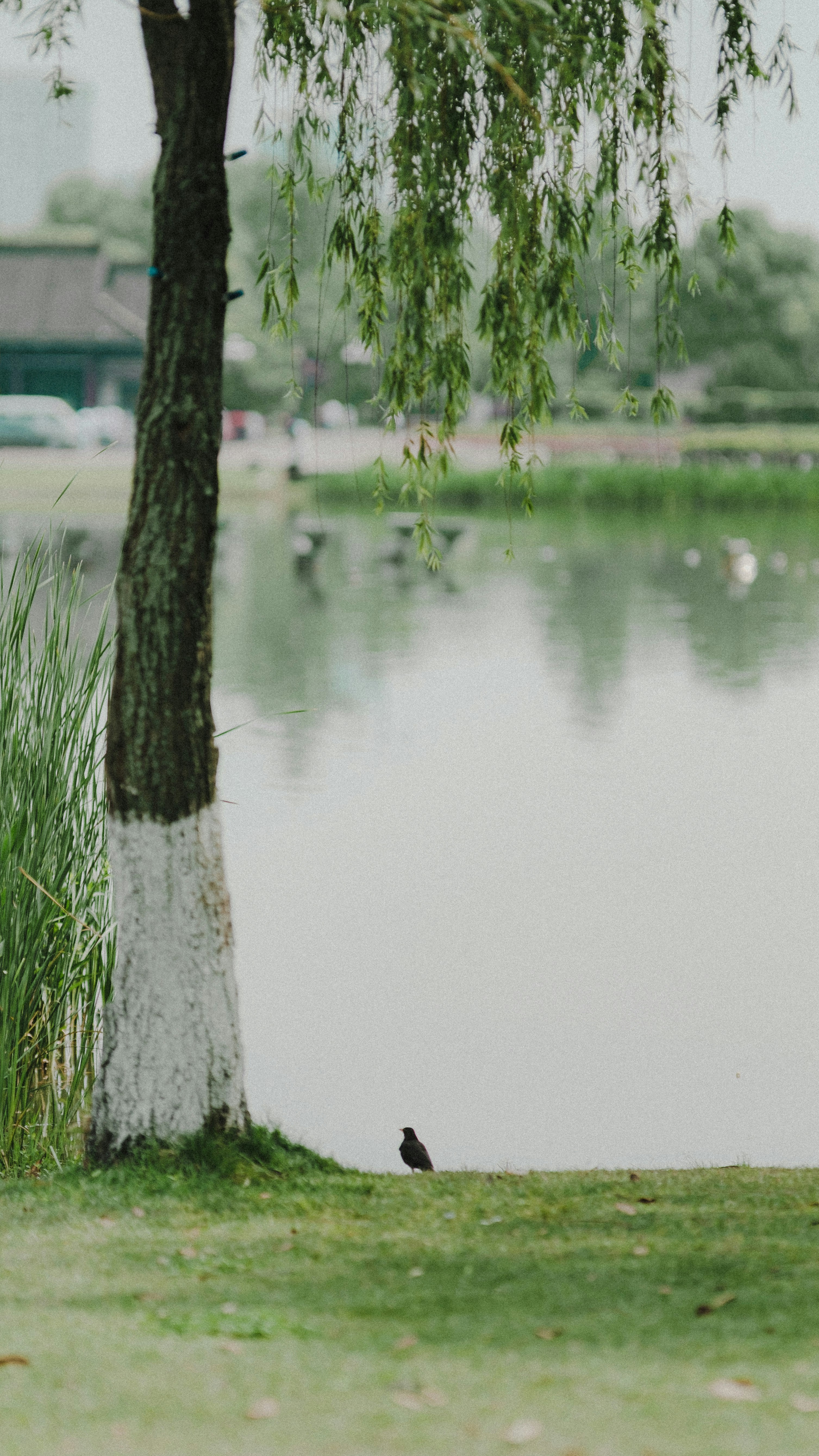 A solitary bird perched near a tranquil pond, framed by lush greenery and a willow tree. The serene atmosphere invites reflection.