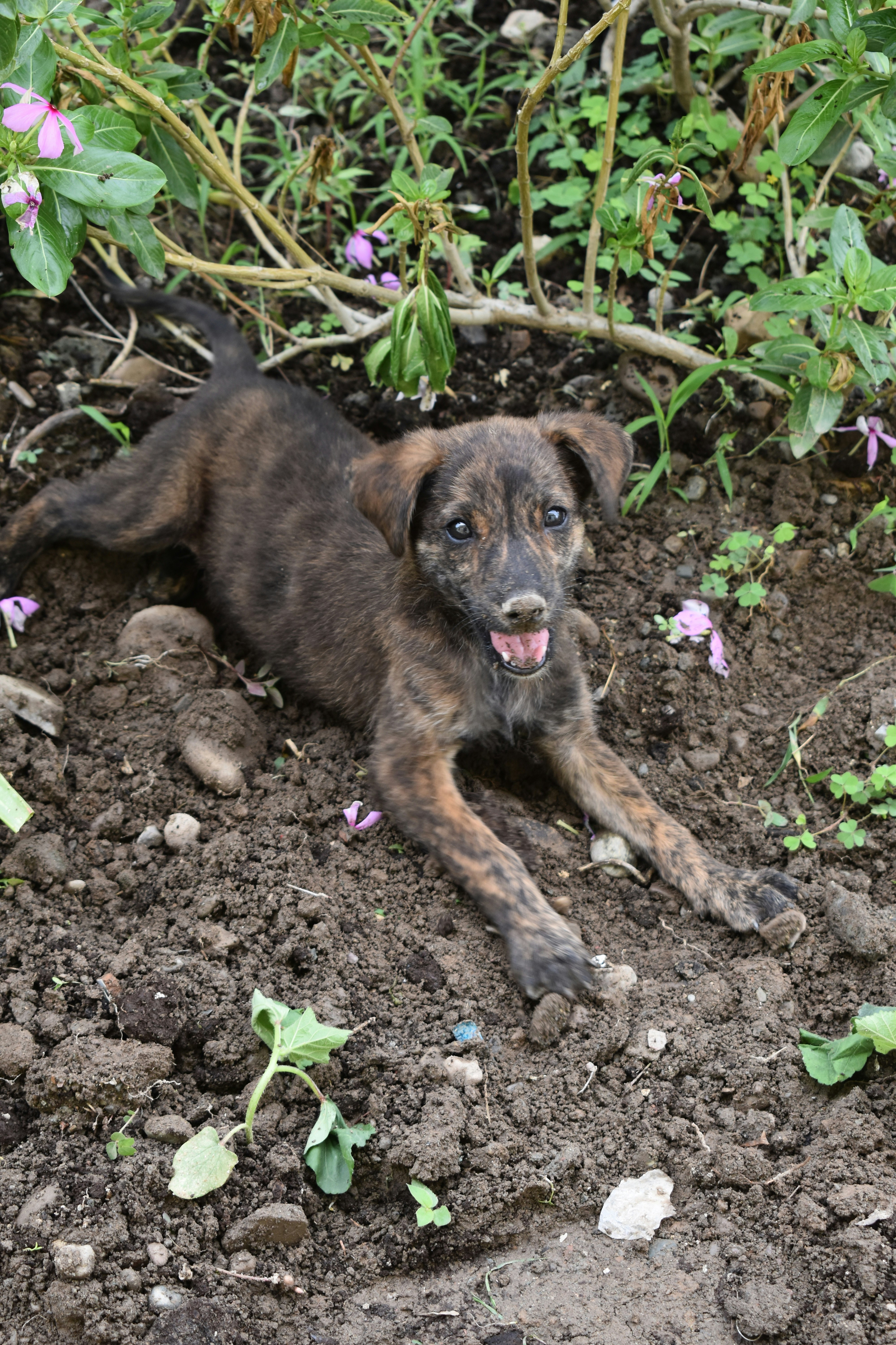 Brindle Pup in a Mud-Dusted Garden Bed