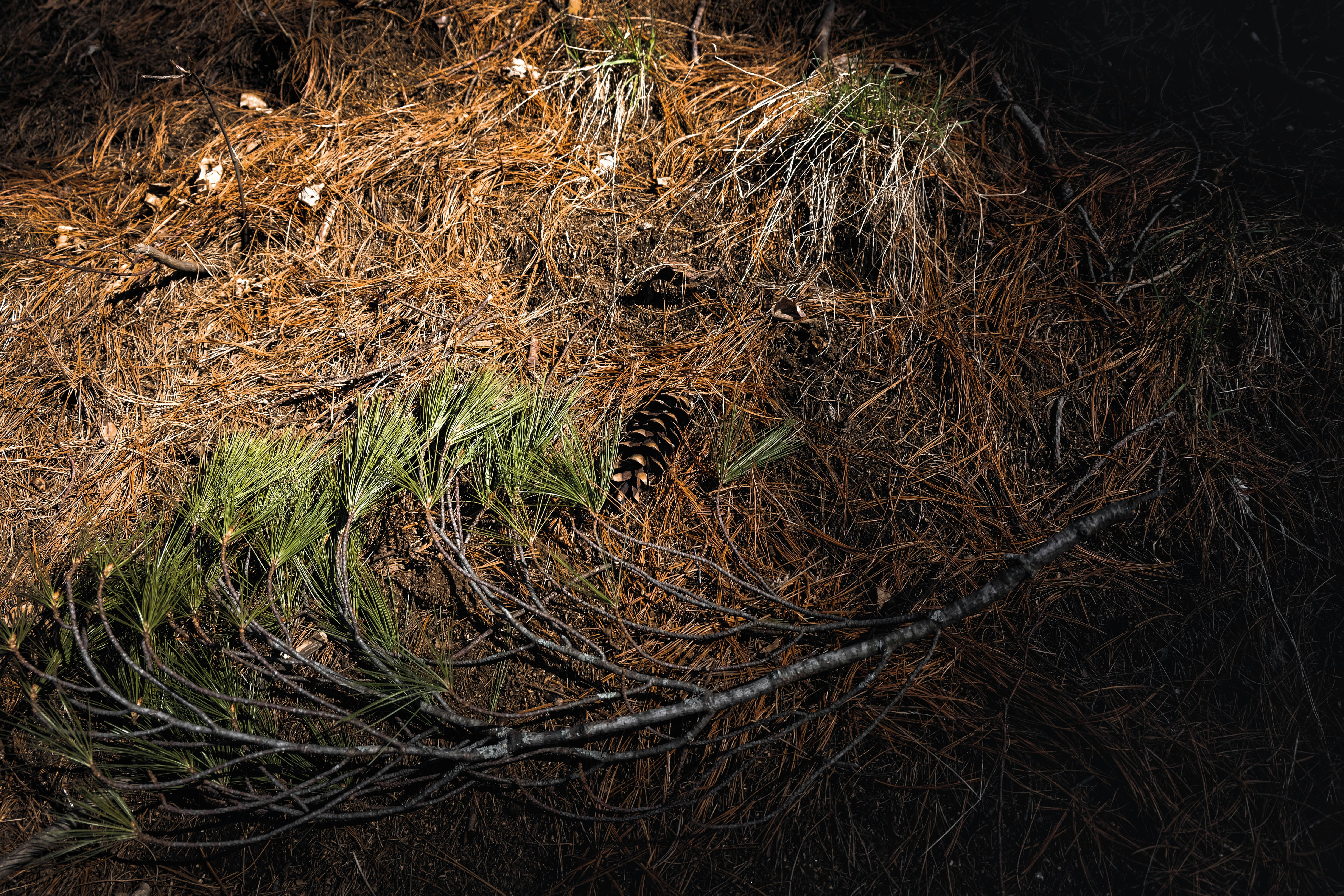 Needlework of Night: Pine Needles and Shadowed Bark