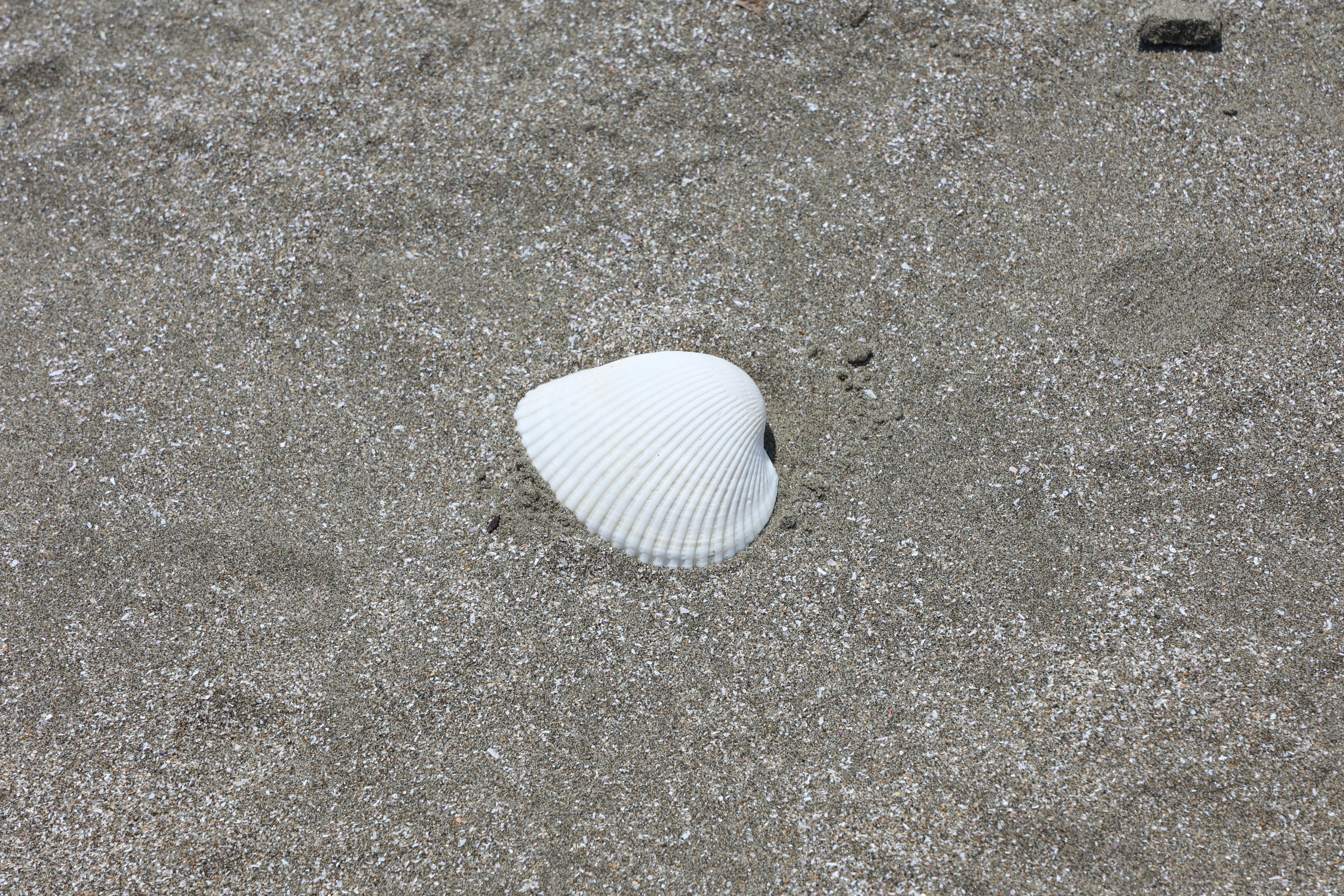 Lone White Scallop on Sun-Warmed Beach Grains