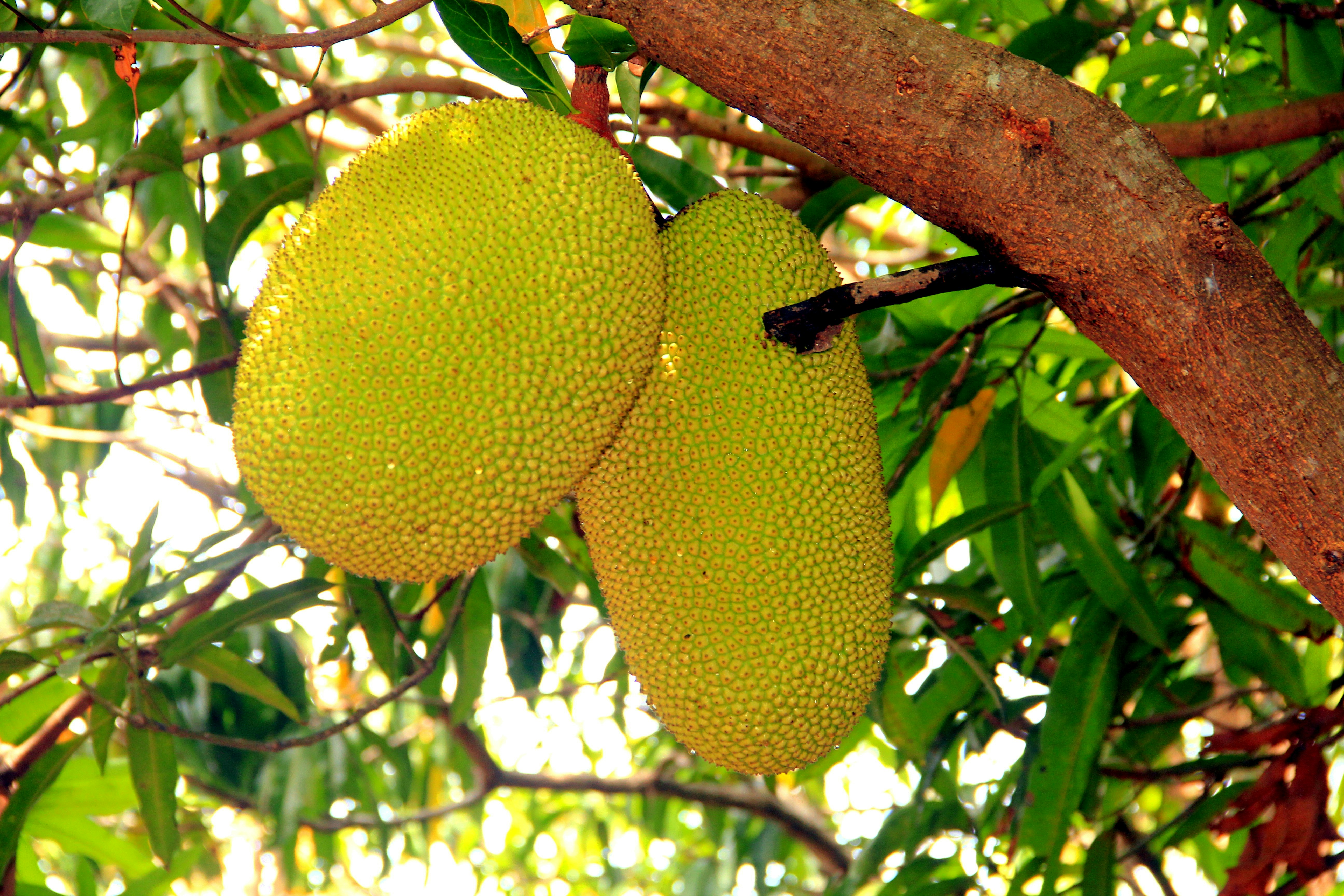 Two jackfruits hanging from a tree branch, surrounded by lush green foliage.
