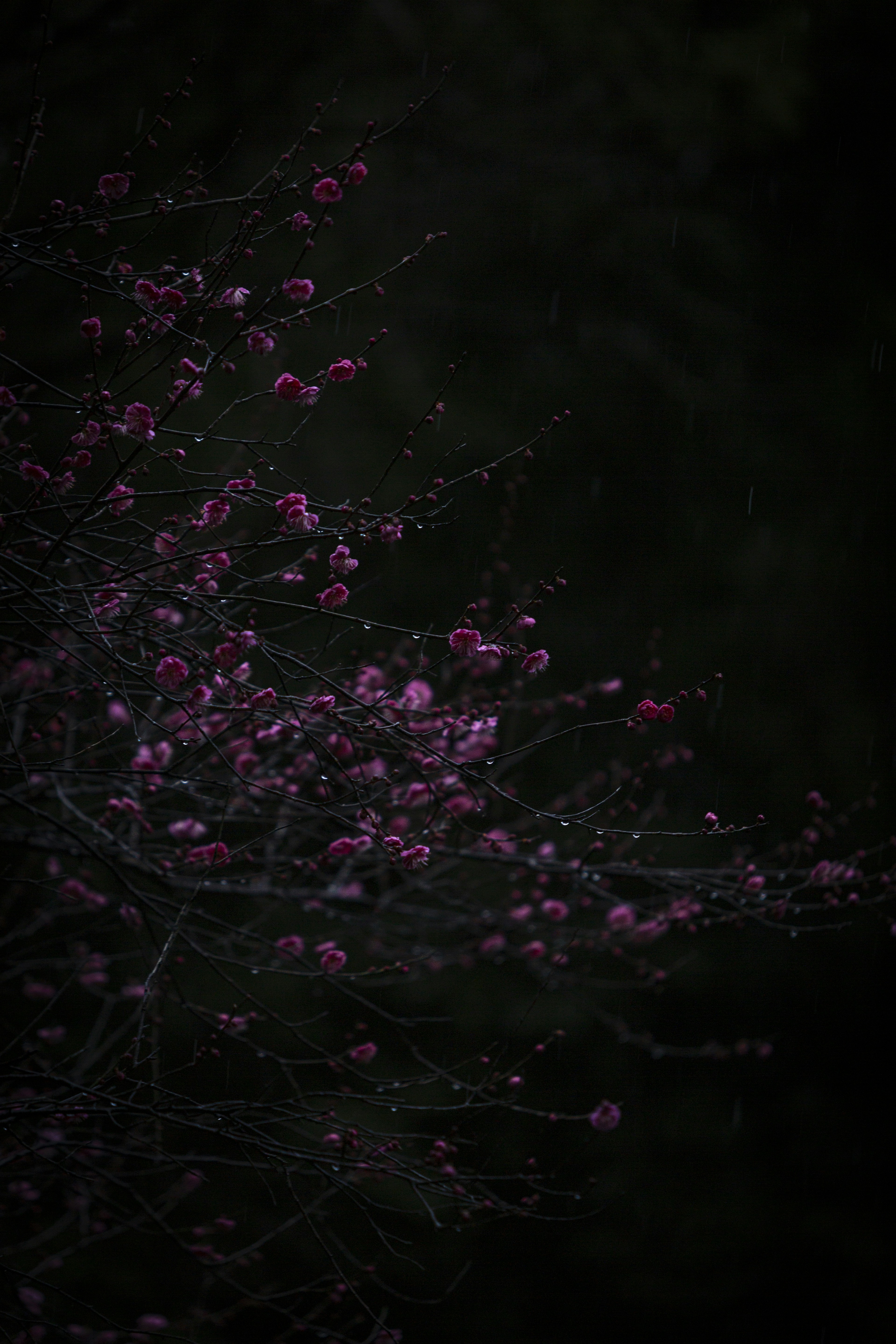 Delicate pink blossoms emerge from dark branches, hinting at the arrival of spring amidst a moody backdrop. Rain droplets glisten subtly on the petals.