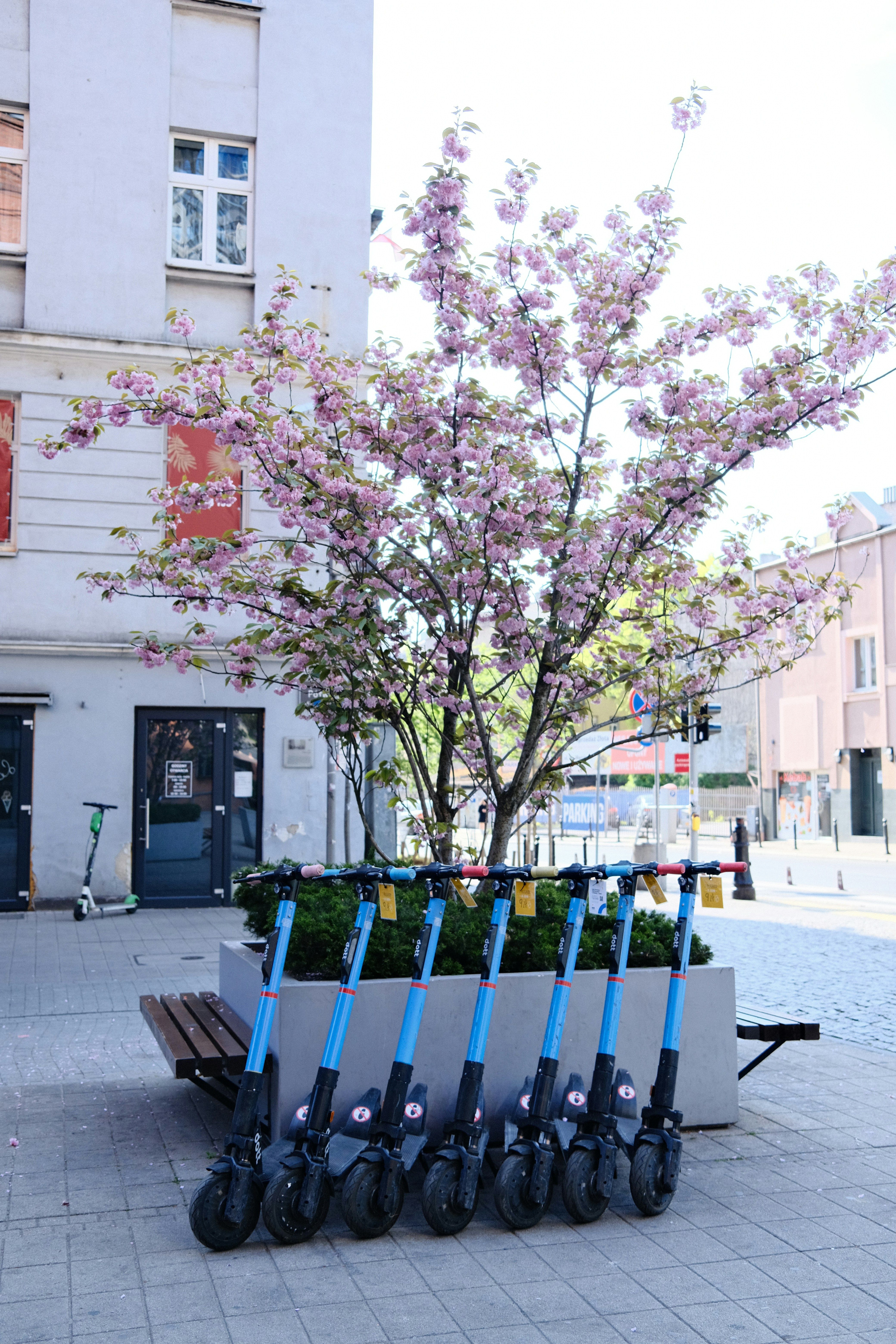 Urban Orchard: Pink Blossoms Over a Row of Blue Scooters