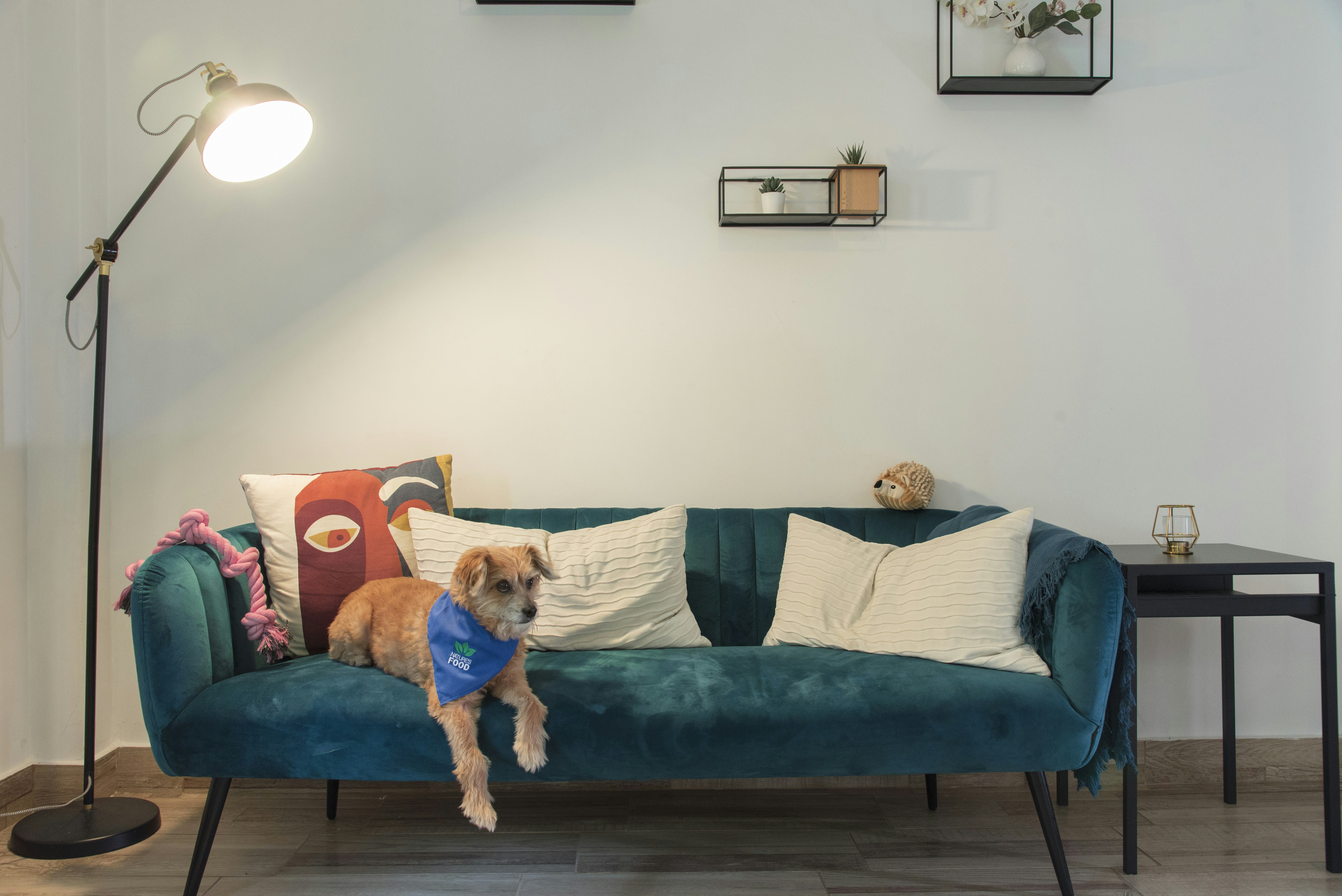 Foto Un perro con un chaleco sentado en un sofá – Imagen Perro gratis ...