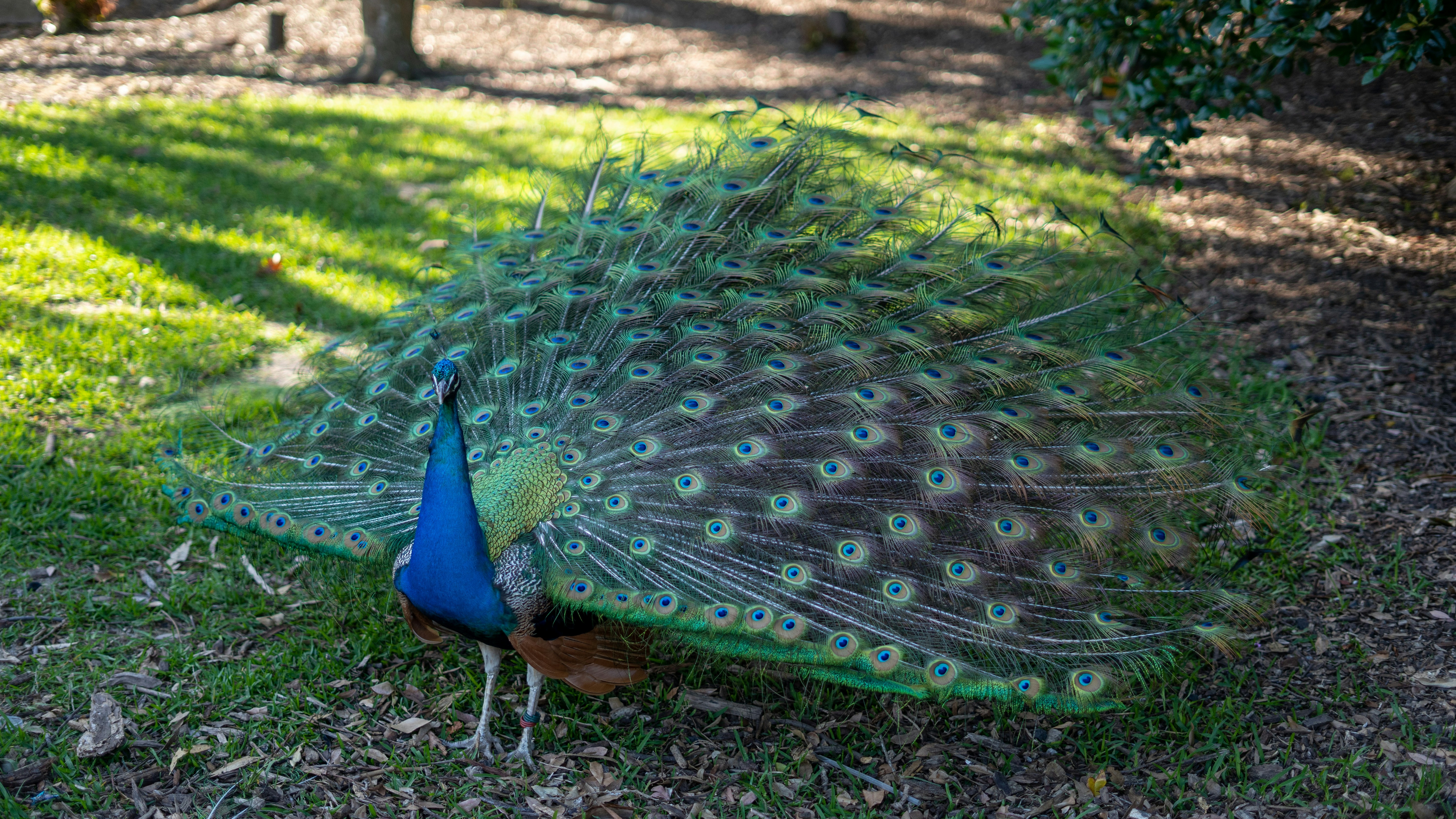 Iridescent Curtain: The Peacock Unfolds in the Park