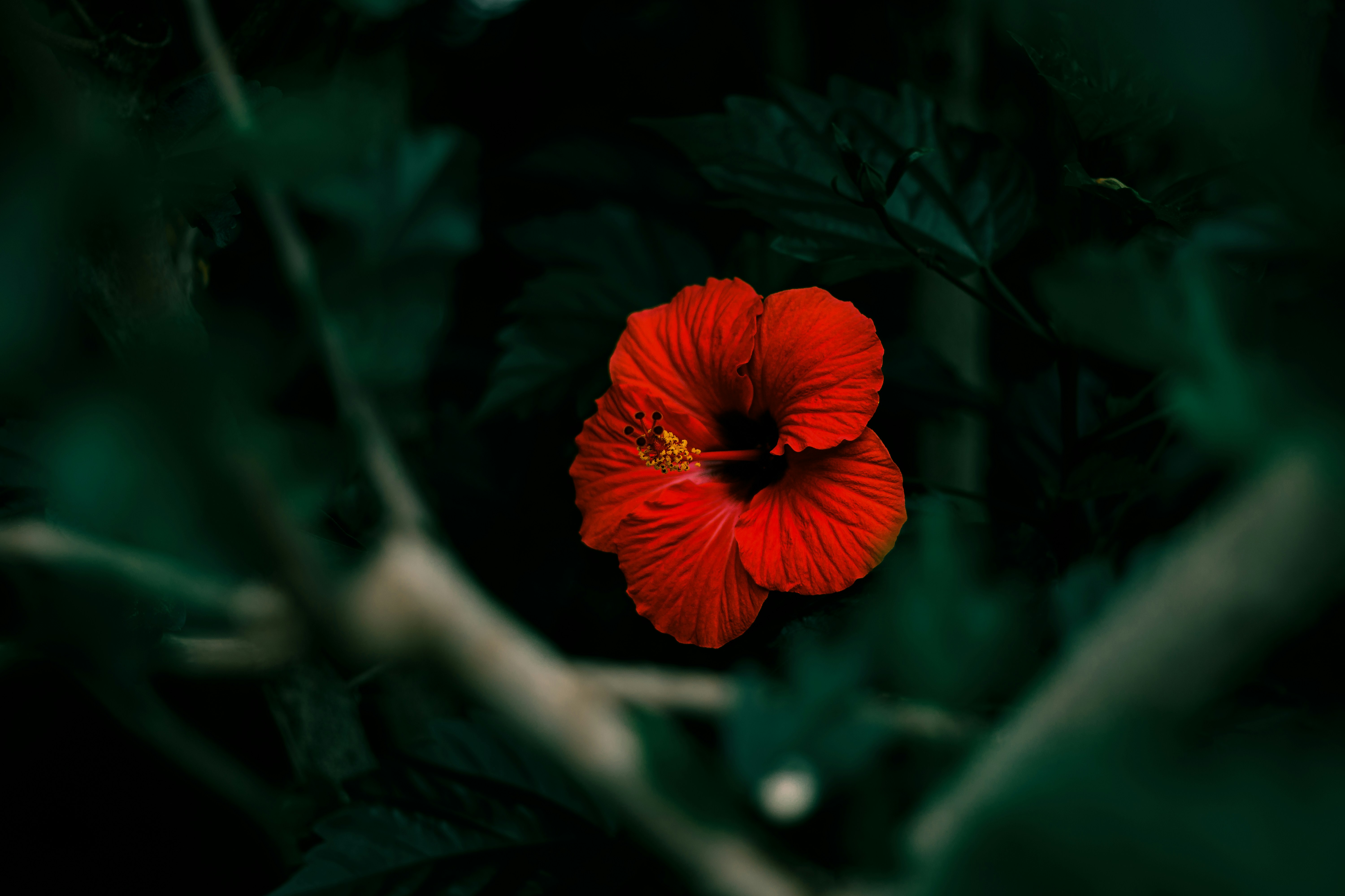 Une fleur rouge sur une plante photo – Photo Auckland Gratuite sur Unsplash