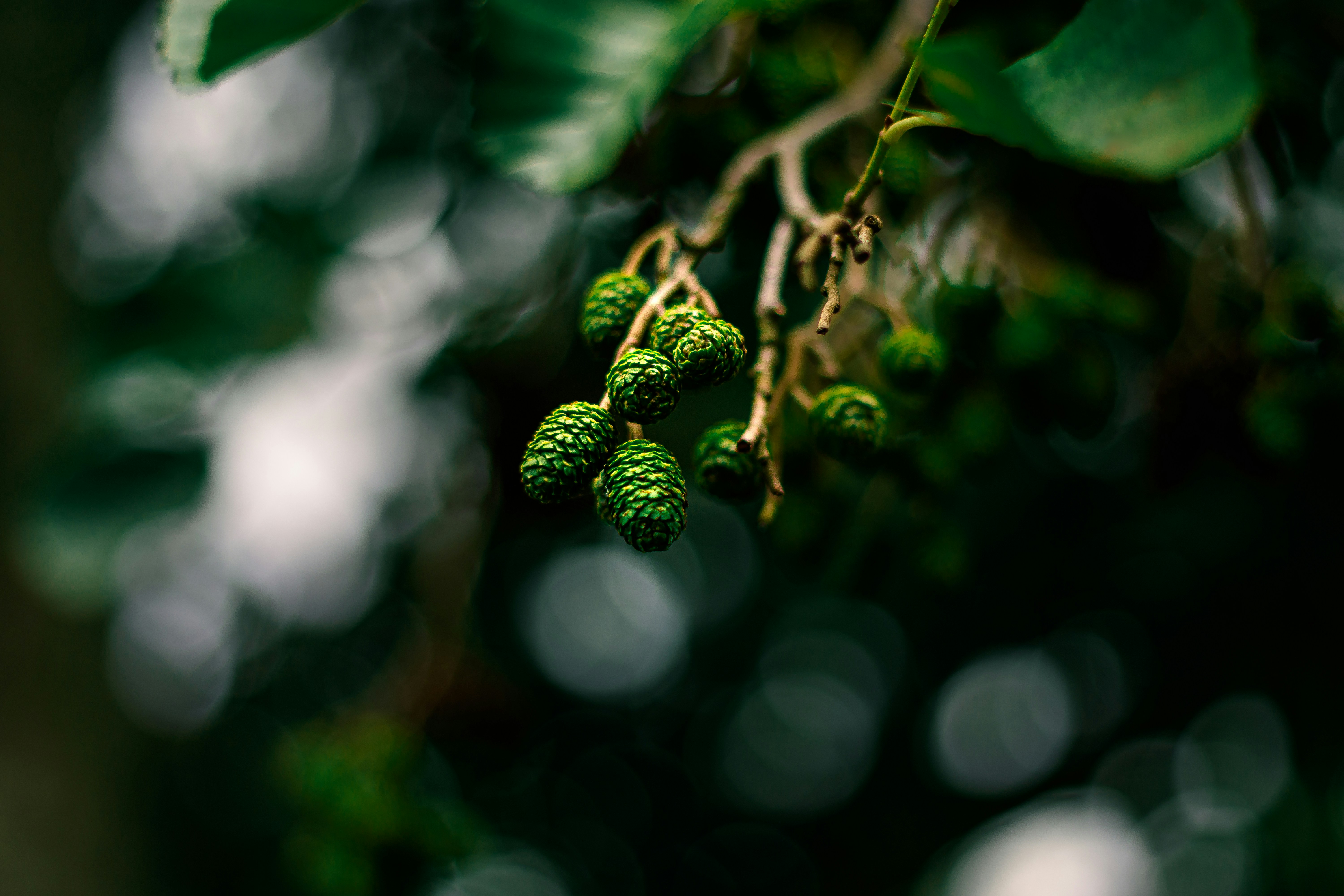 Close-up of green seed clusters hanging from a branch, surrounded by a softly blurred background of leaves. 