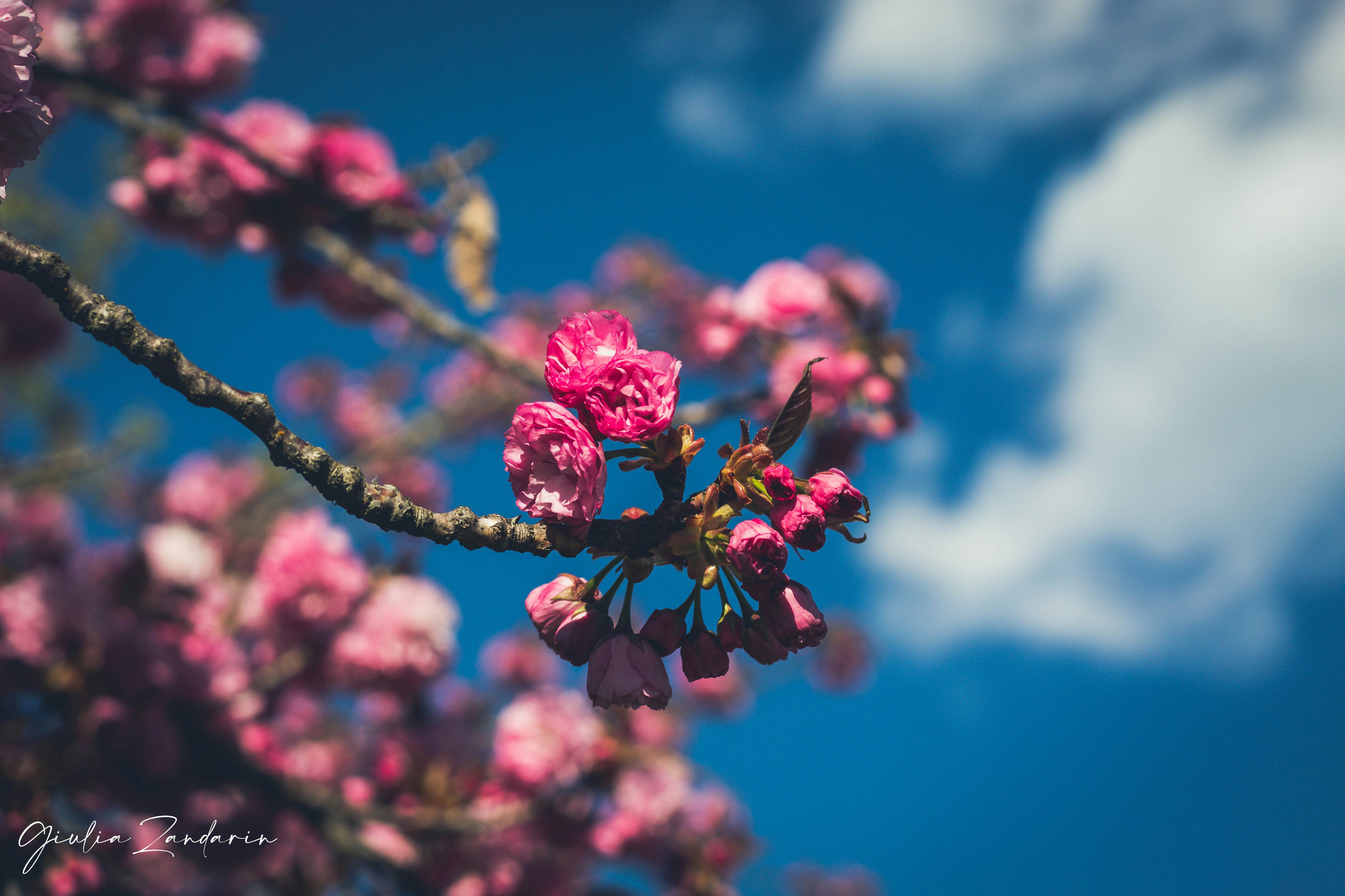 Whispers of Spring: Pink Blooms Framed by a Cerulean Sky.