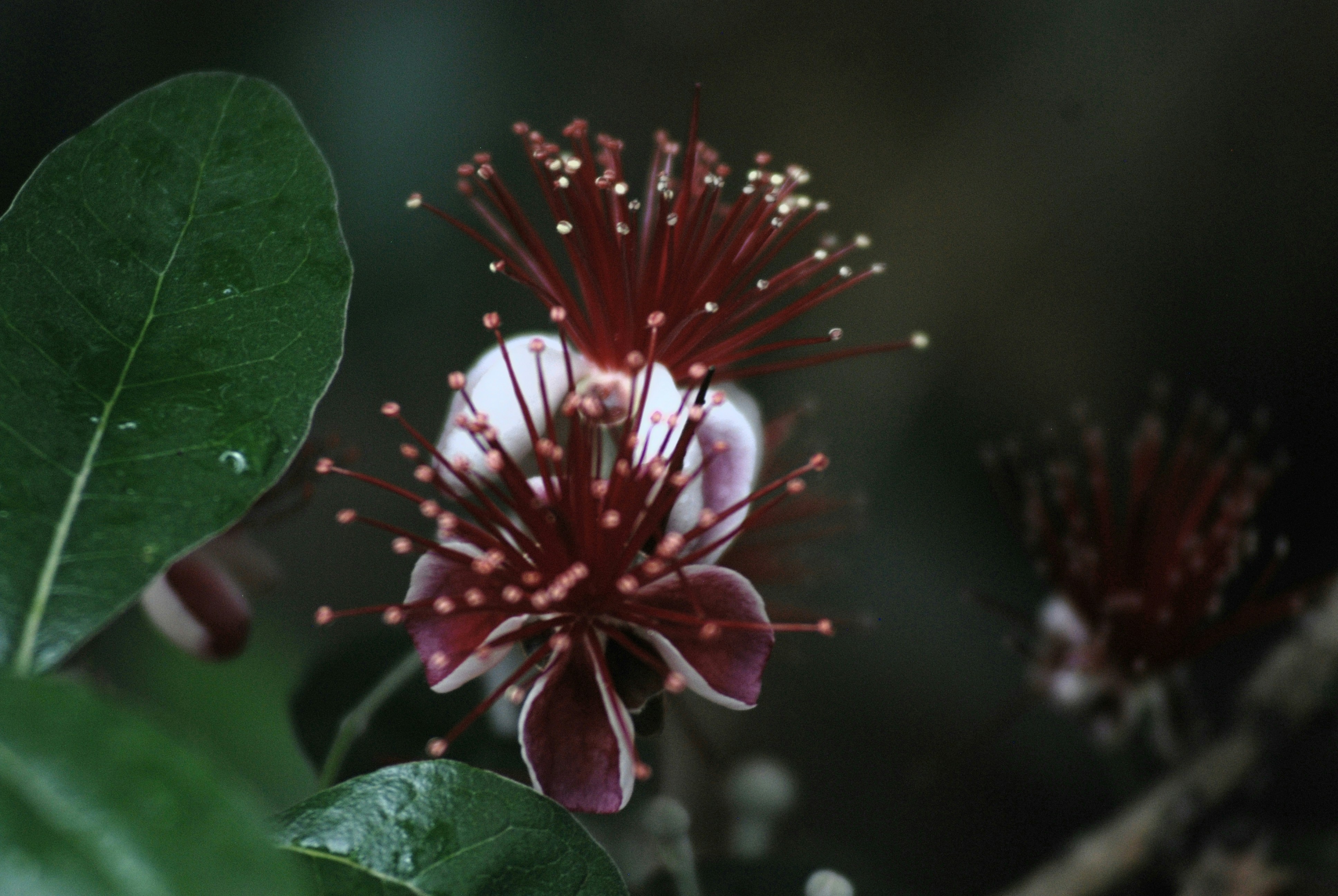Vibrant red and white flower with long stamens surrounded by lush green leaves. The composition highlights the intricate details of the bloom.