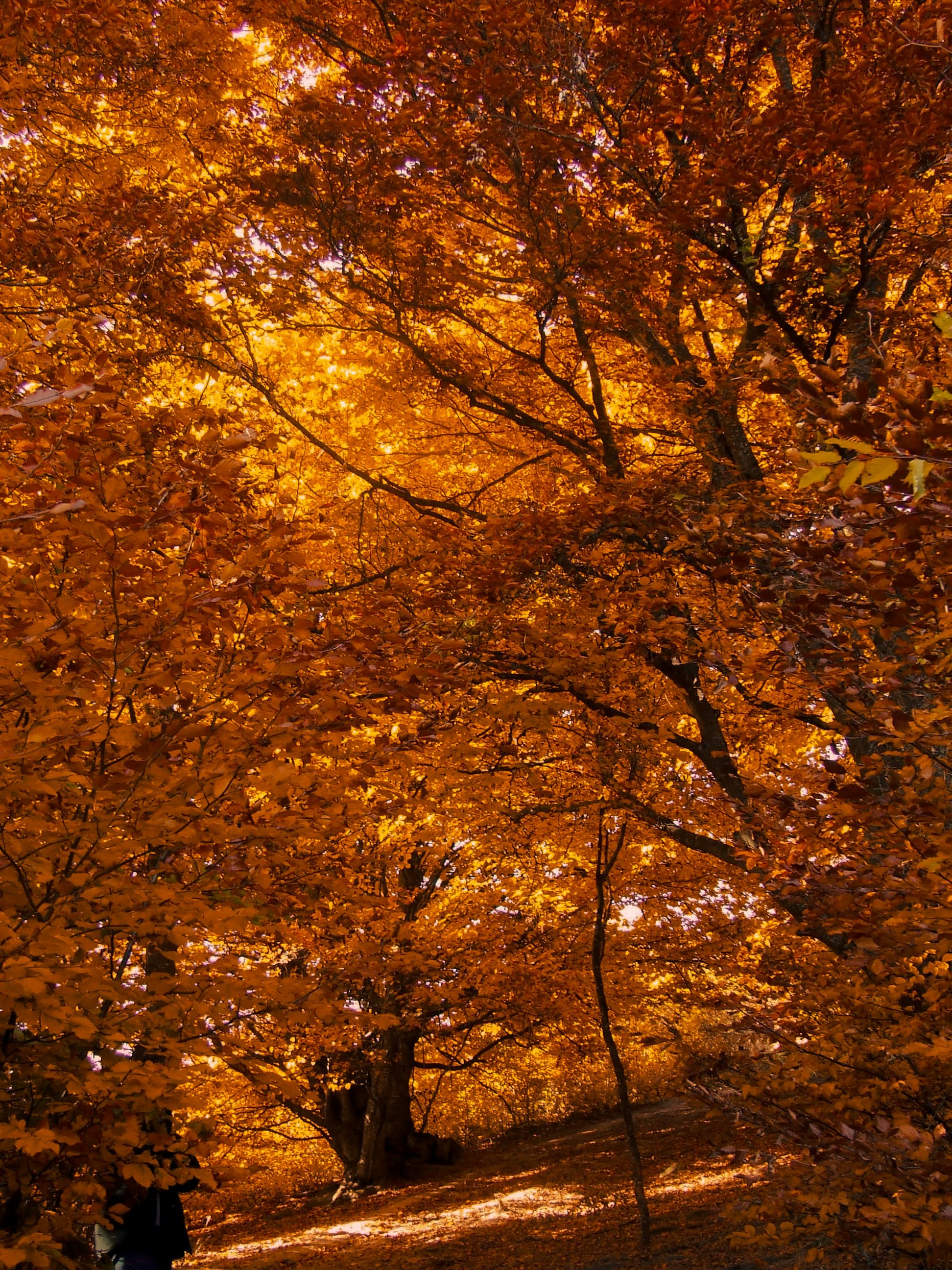 Sample photo from Fujifilm FinePix S5600