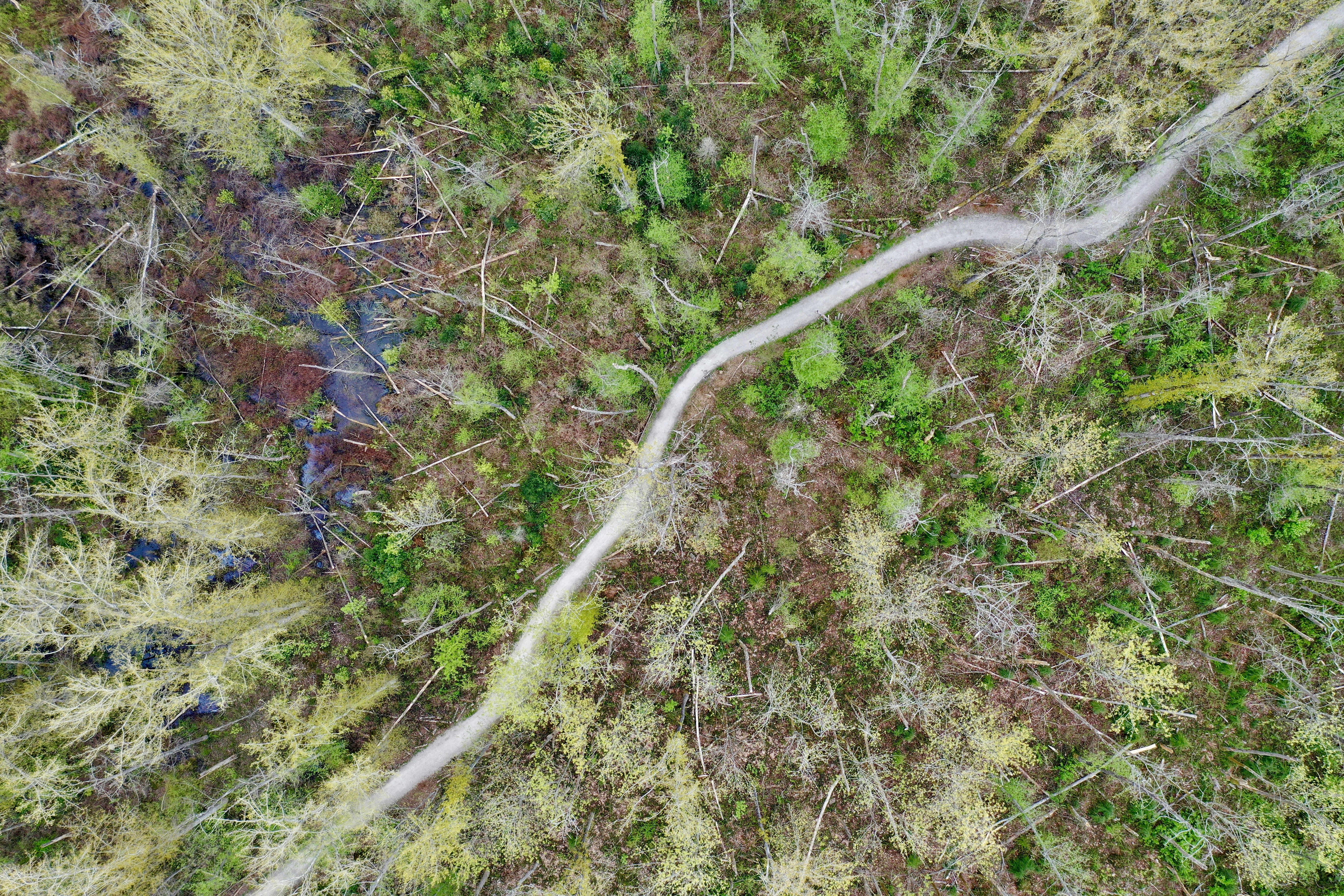 Aerial view of a meandering trail cutting through a lush forest, showcasing the vibrant greens and earthy tones of the landscape.