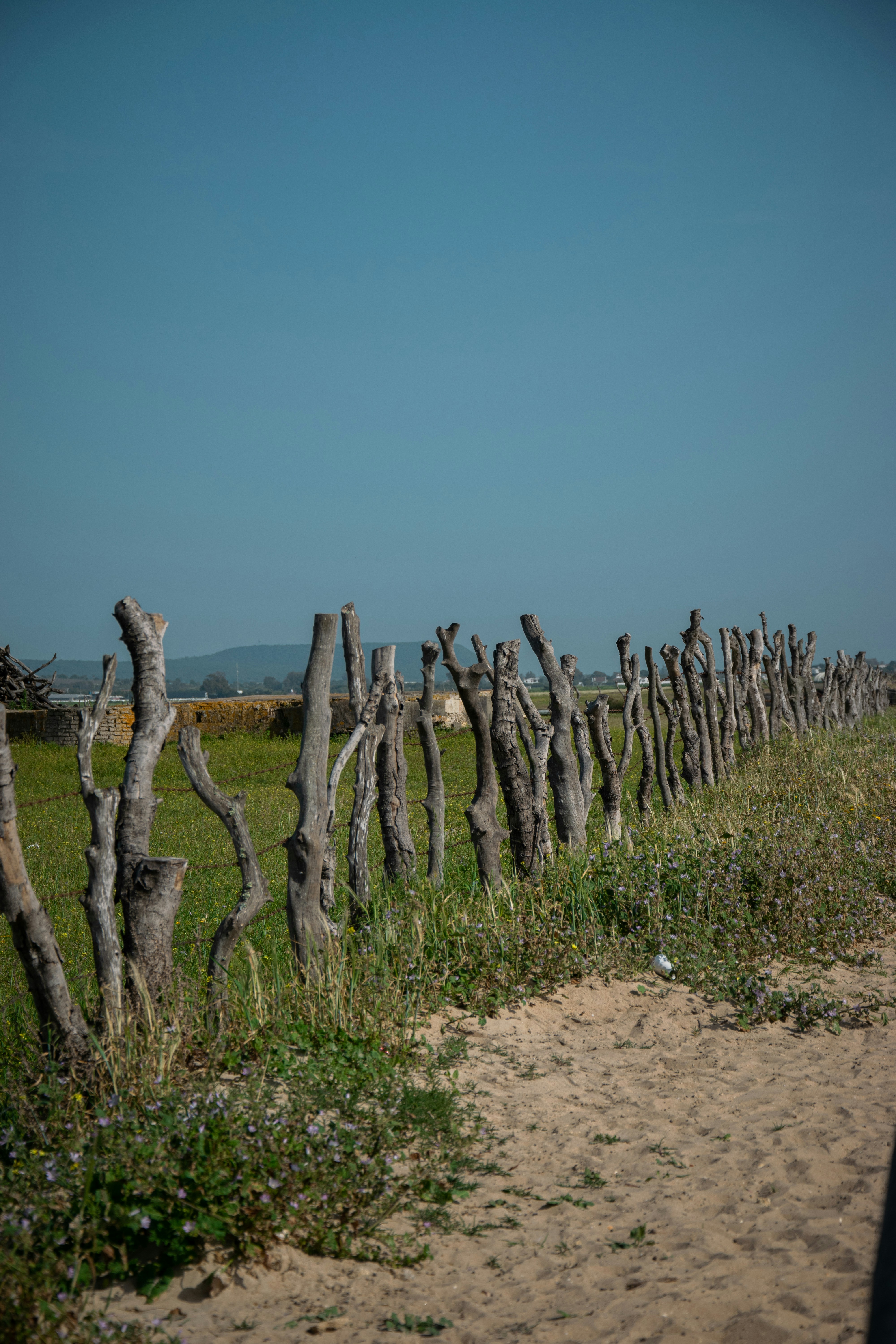 A fenced off area with a dirt road and plants photo – Free Teal Image ...