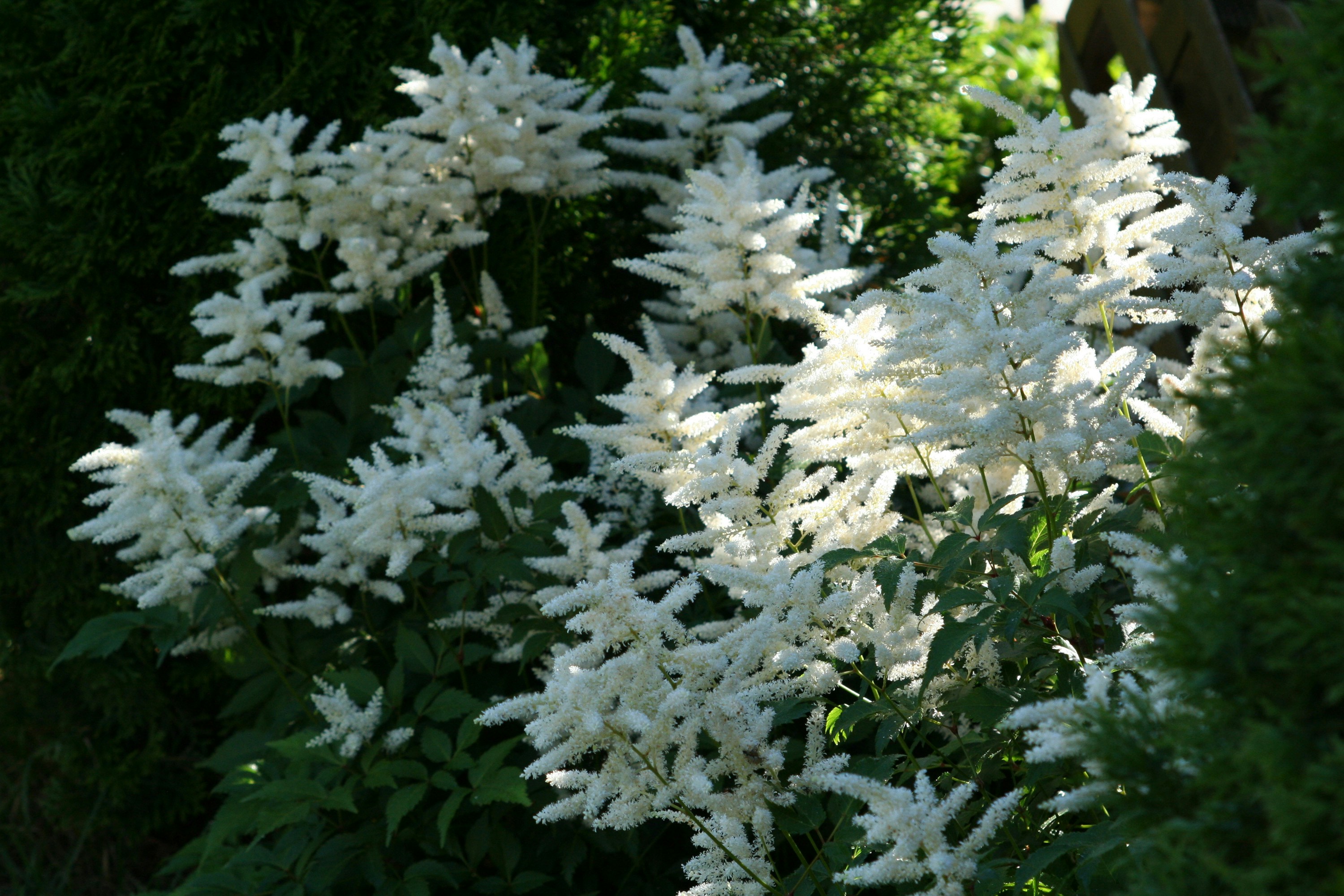 Bridal Veil flowers in bloom