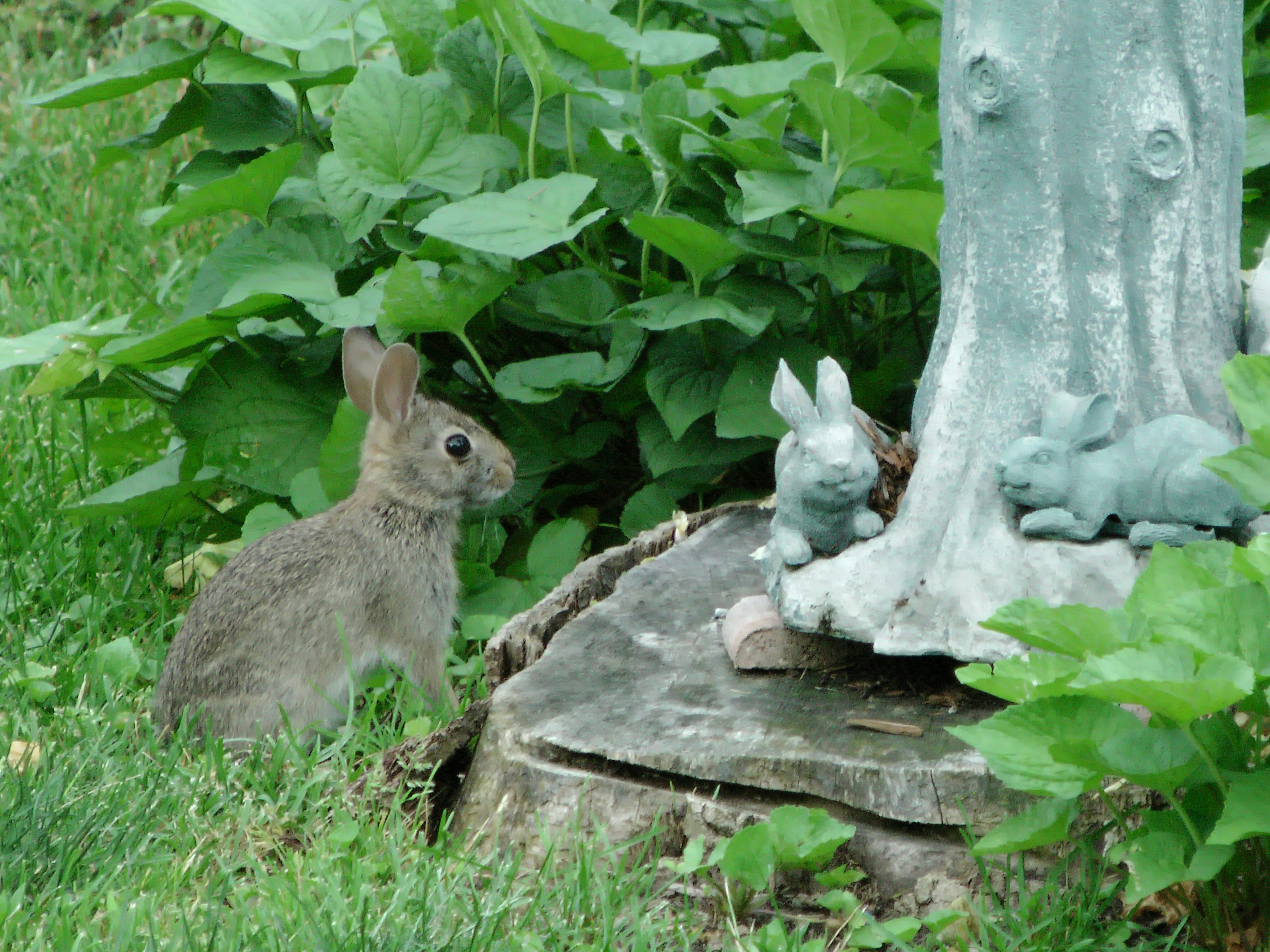 A curious rabbit observes a collection of decorative bunny sculptures near a tree stump, surrounded by lush greenery.