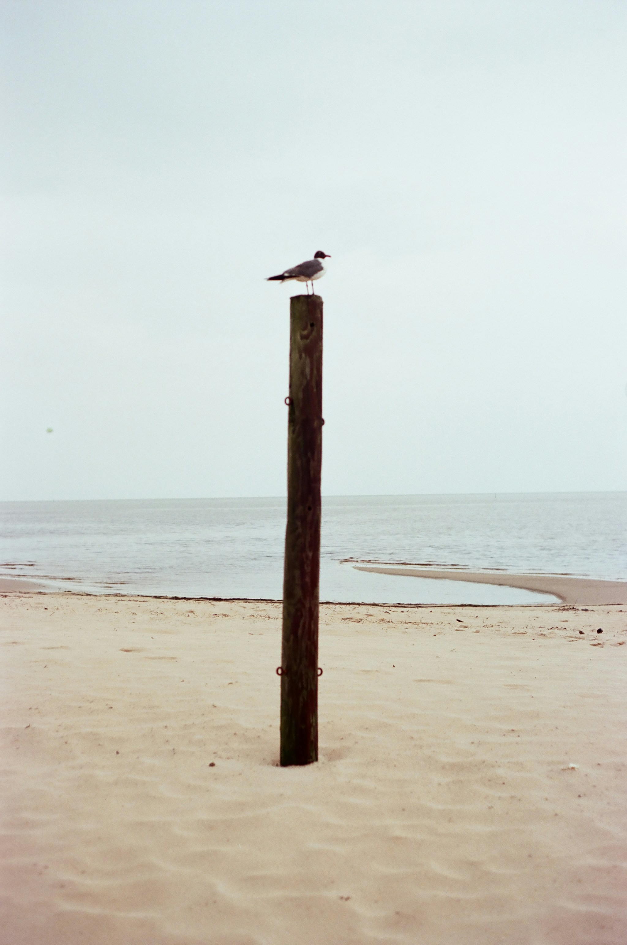 A seagull perched atop a weathered post on a tranquil beach, overlooking the calm sea under a muted sky.
