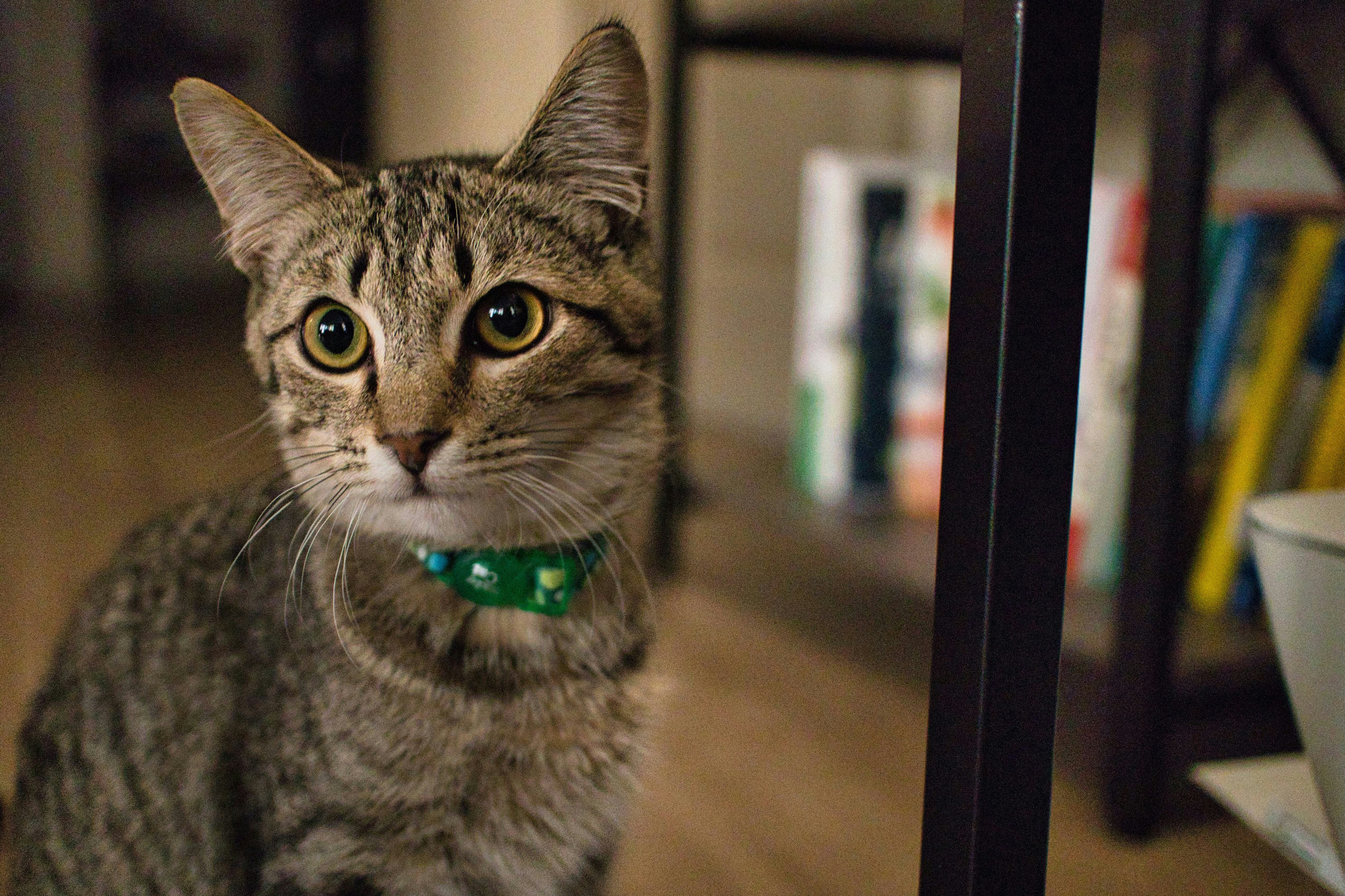 Close-up of a tabby cat with striking eyes and a green collar, set against a softly blurred background of bookshelves.