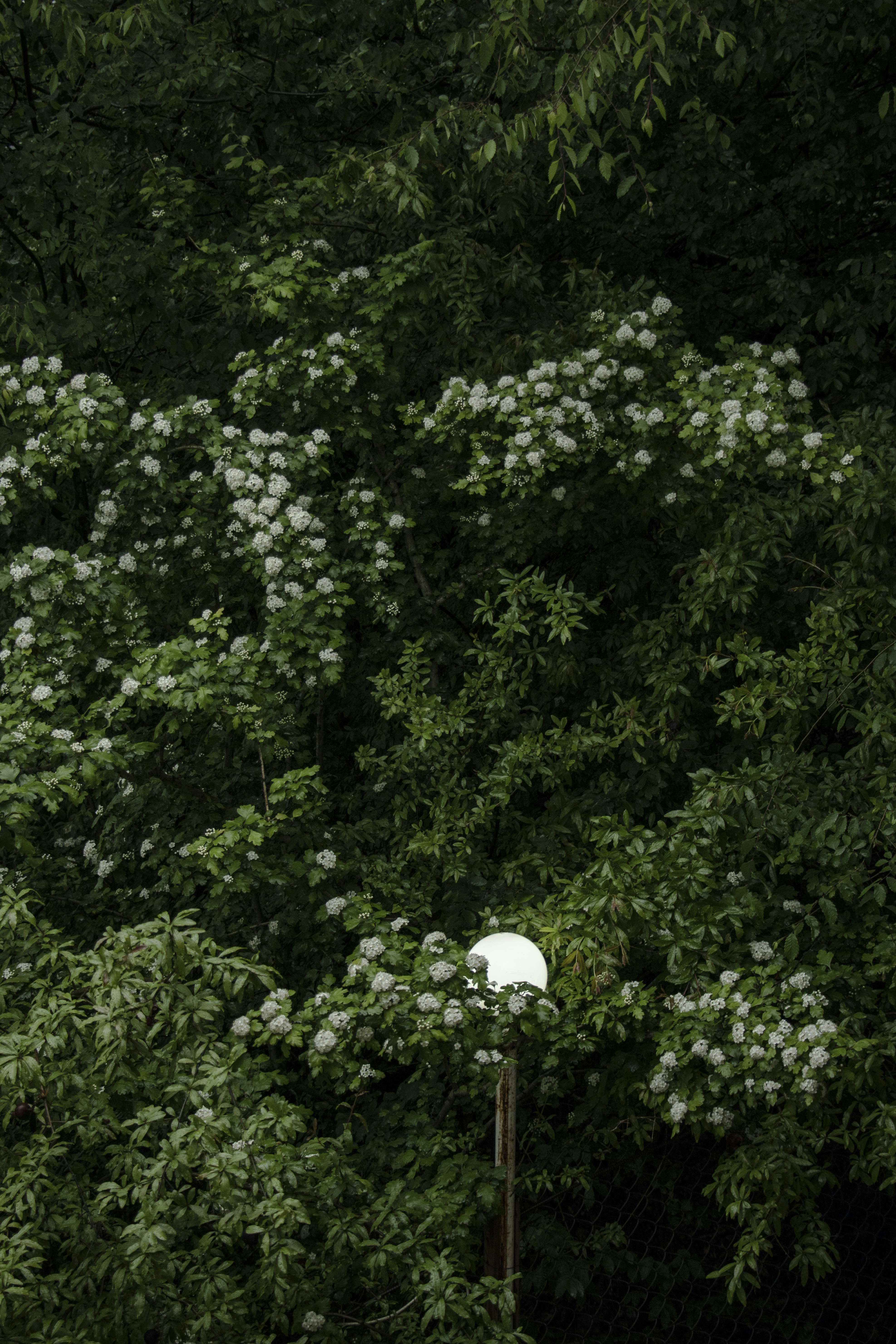 Hidden Globe Lamp Wreathed by White Blooms in a Shadowed Garden