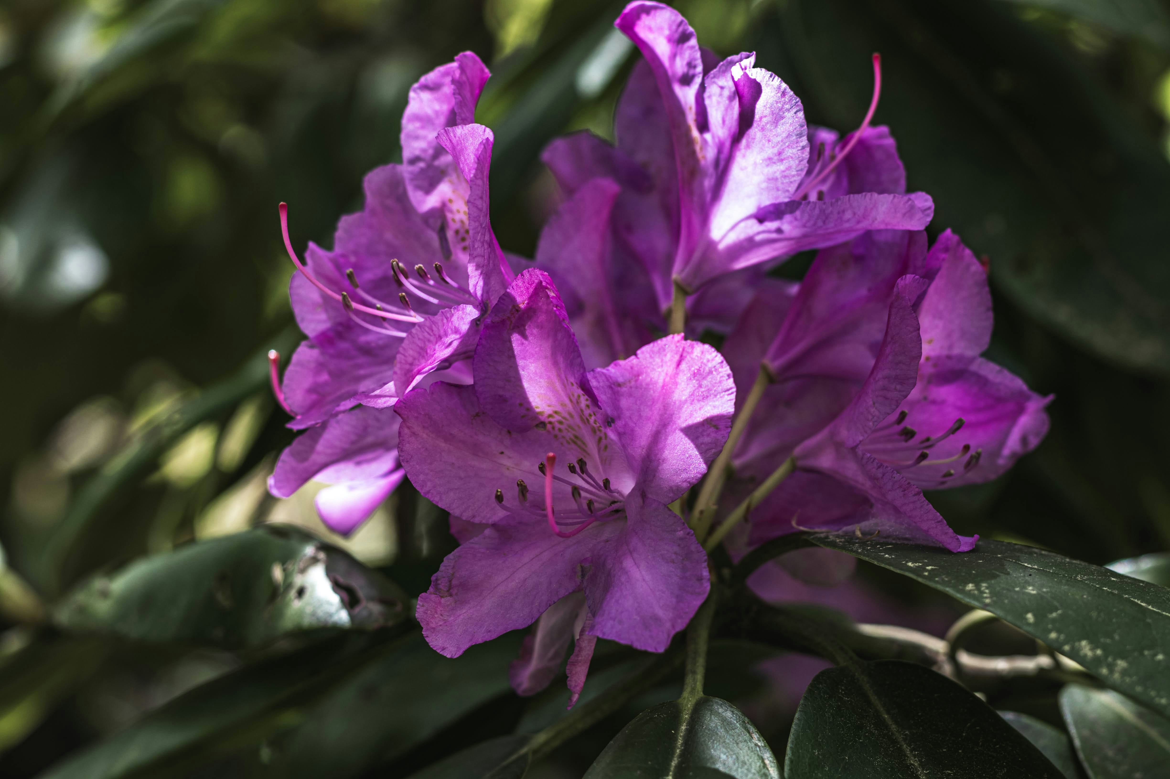 Cluster of vibrant purple rhododendron flowers surrounded by lush green leaves, capturing the essence of spring's beauty.