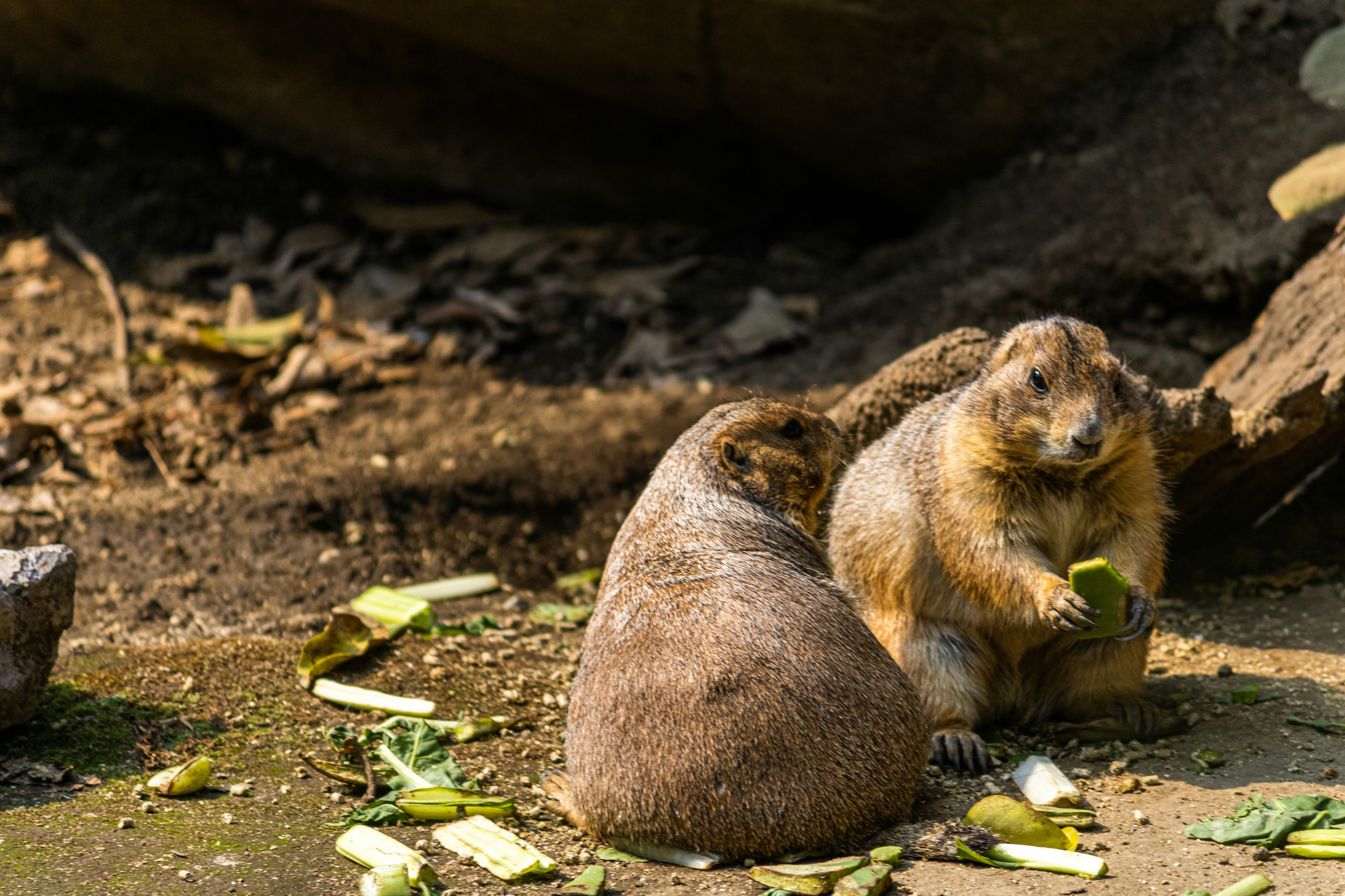 Leaf-Snack Pause: Two Ground Squirrels in a Sunlit Clearing