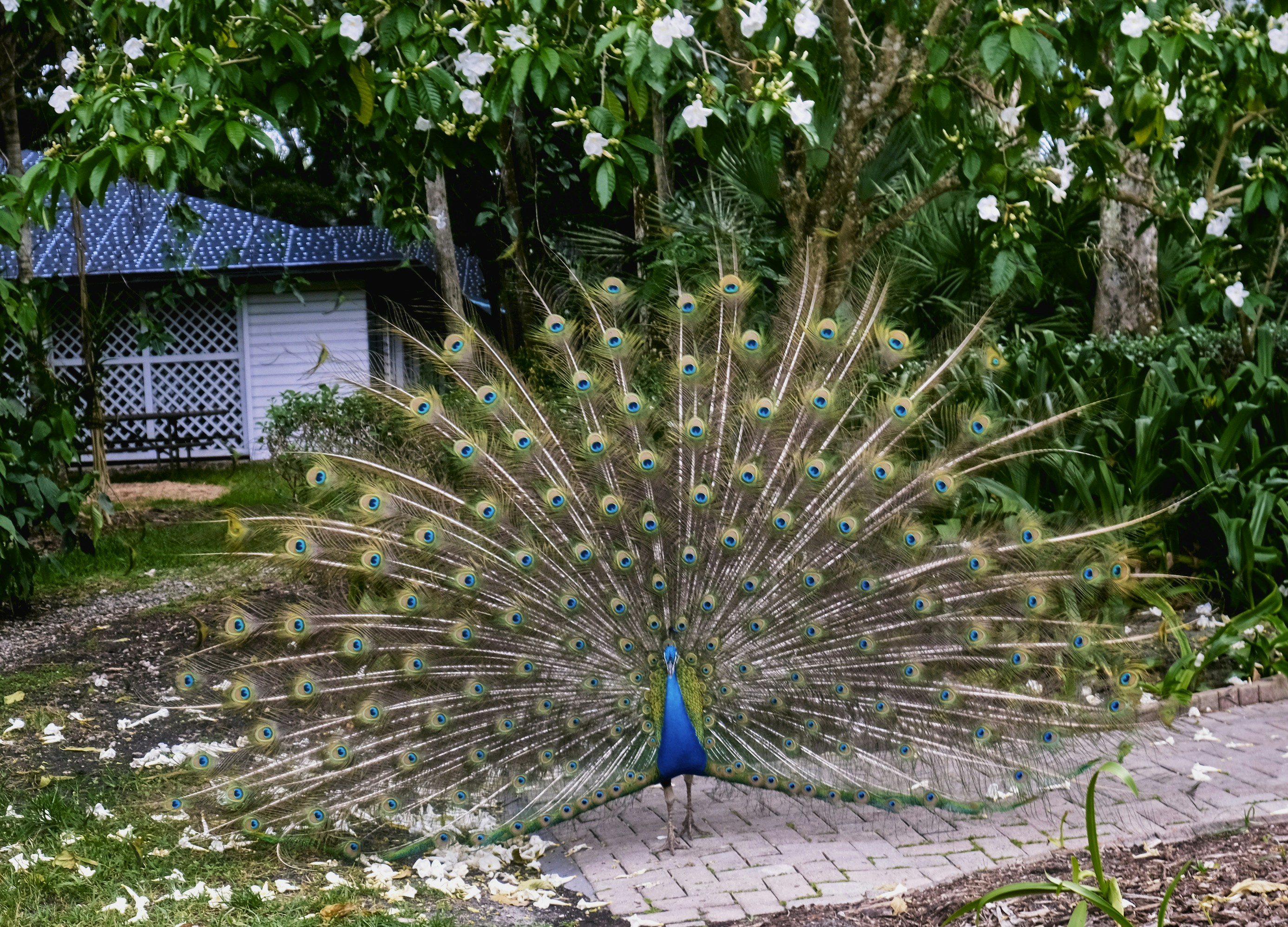 Garden Crown: a peacock unfurls emerald and gold plumage across a brick path