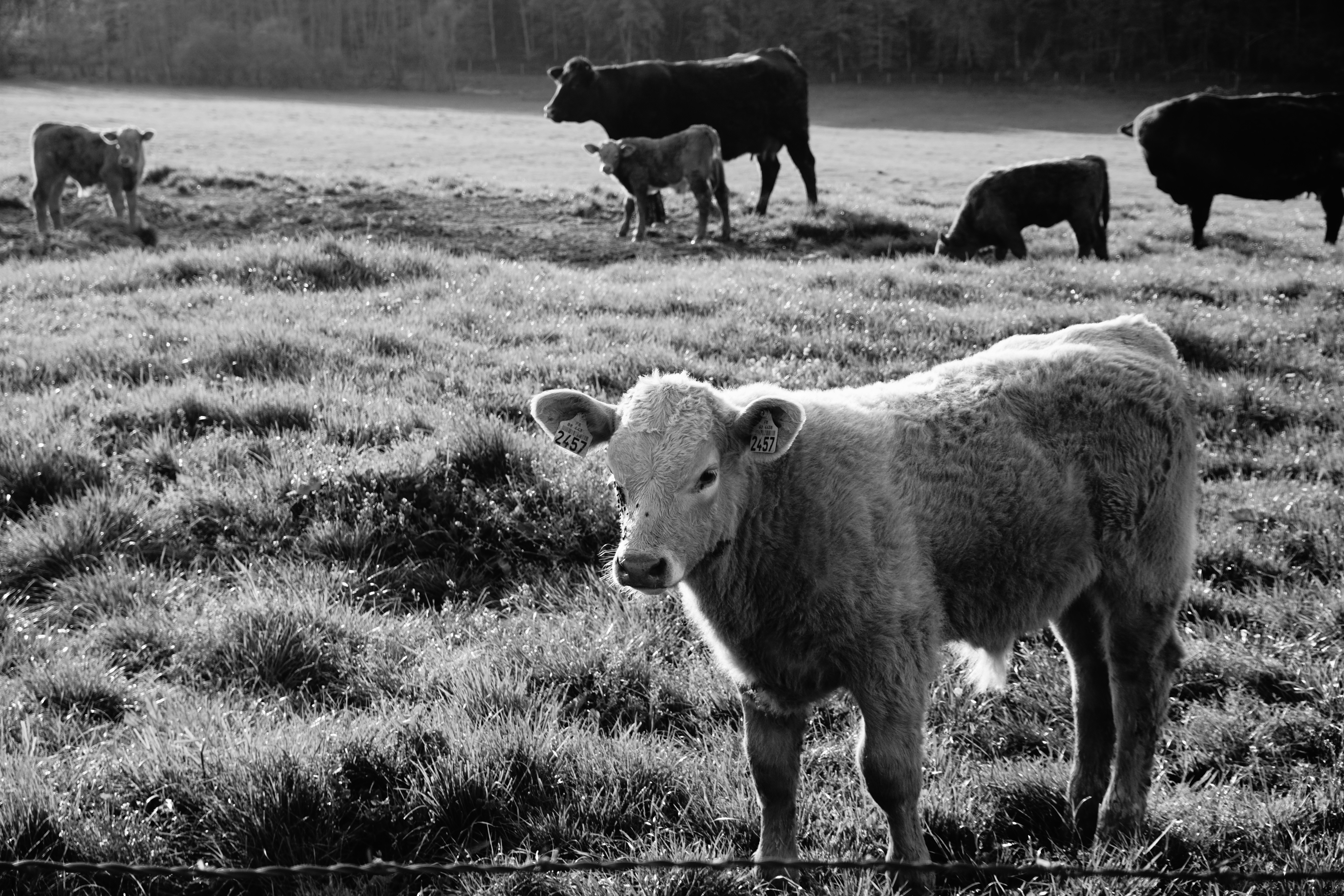Young calf standing in a grassy field, surrounded by grazing cows. The scene is captured in black and white, emphasizing the textures of the fur and grass.