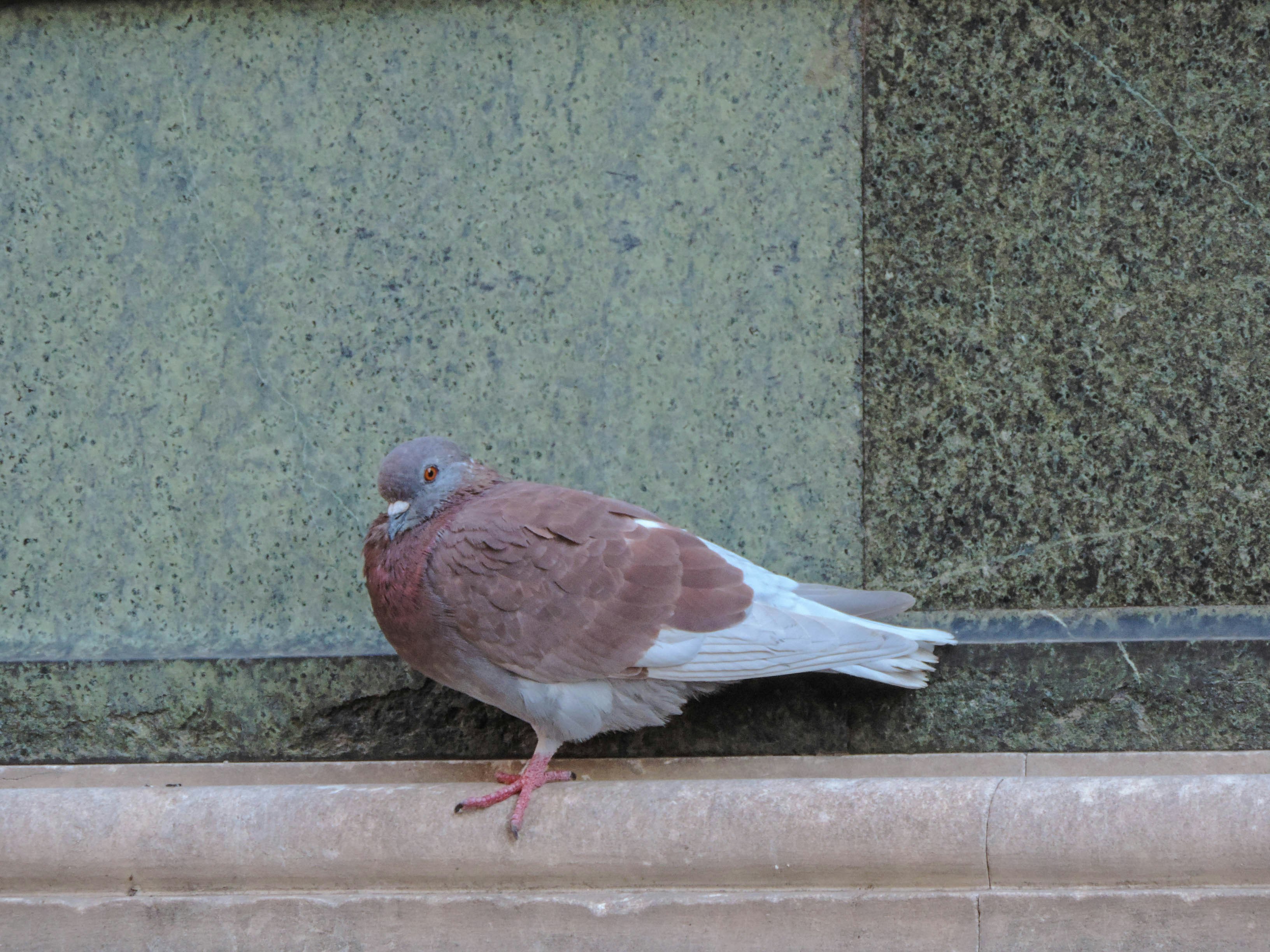 Photograph of a pigeon perched on a concrete ledge beside a textured wall. It captures an urban bird in a calm, everyday moment.