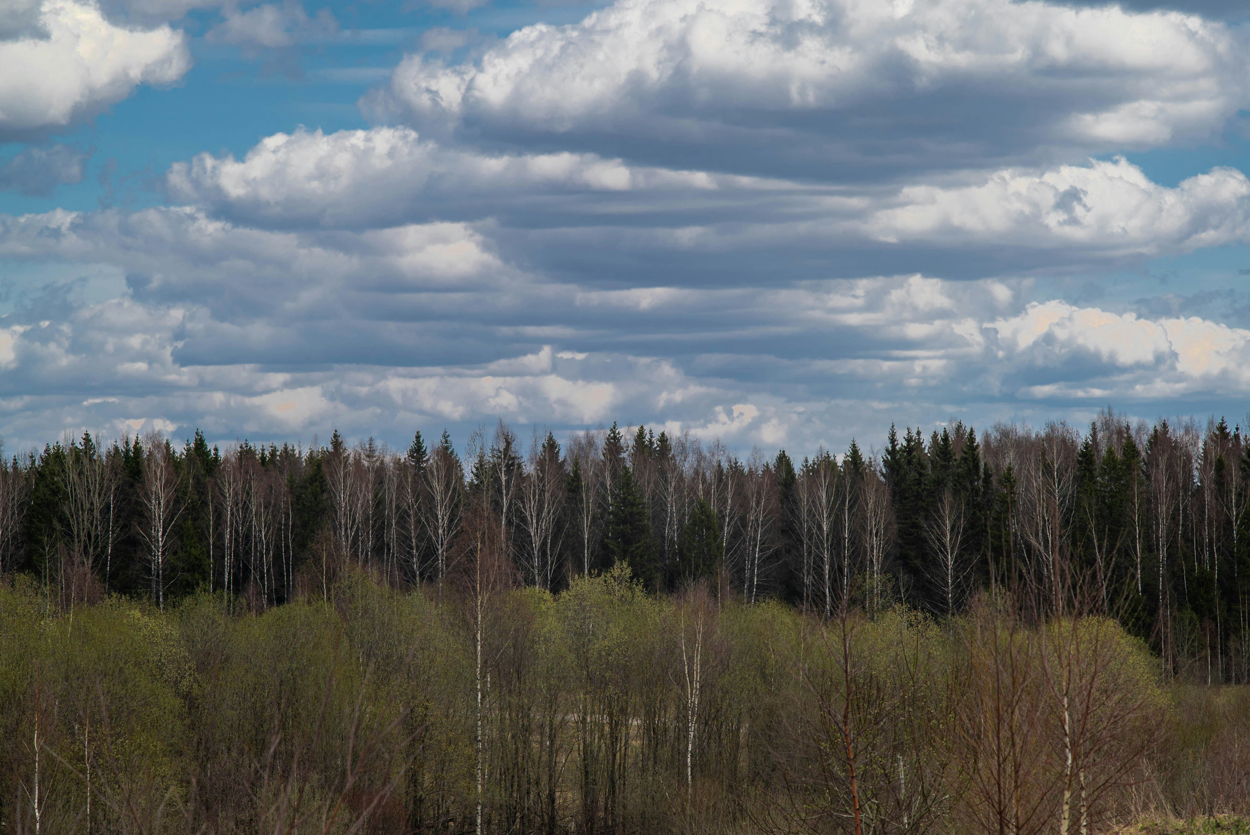 Lush green foliage contrasts with the dark silhouettes of trees under a dynamic sky filled with clouds. The scene captures the essence of nature's transition from winter to spring.