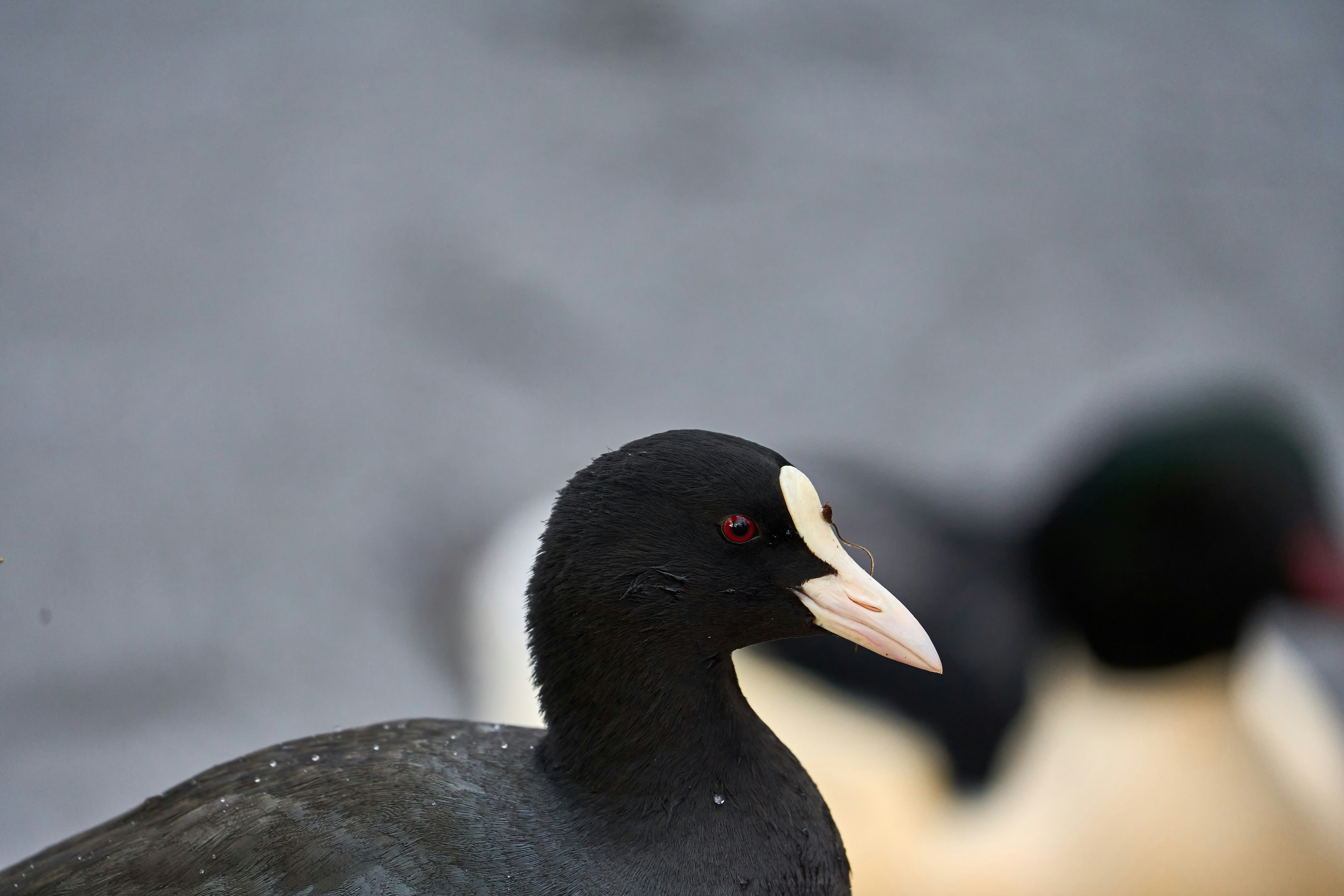 Close-Up of a Black Duck with Pale Beak Against a Blurred Budding Background