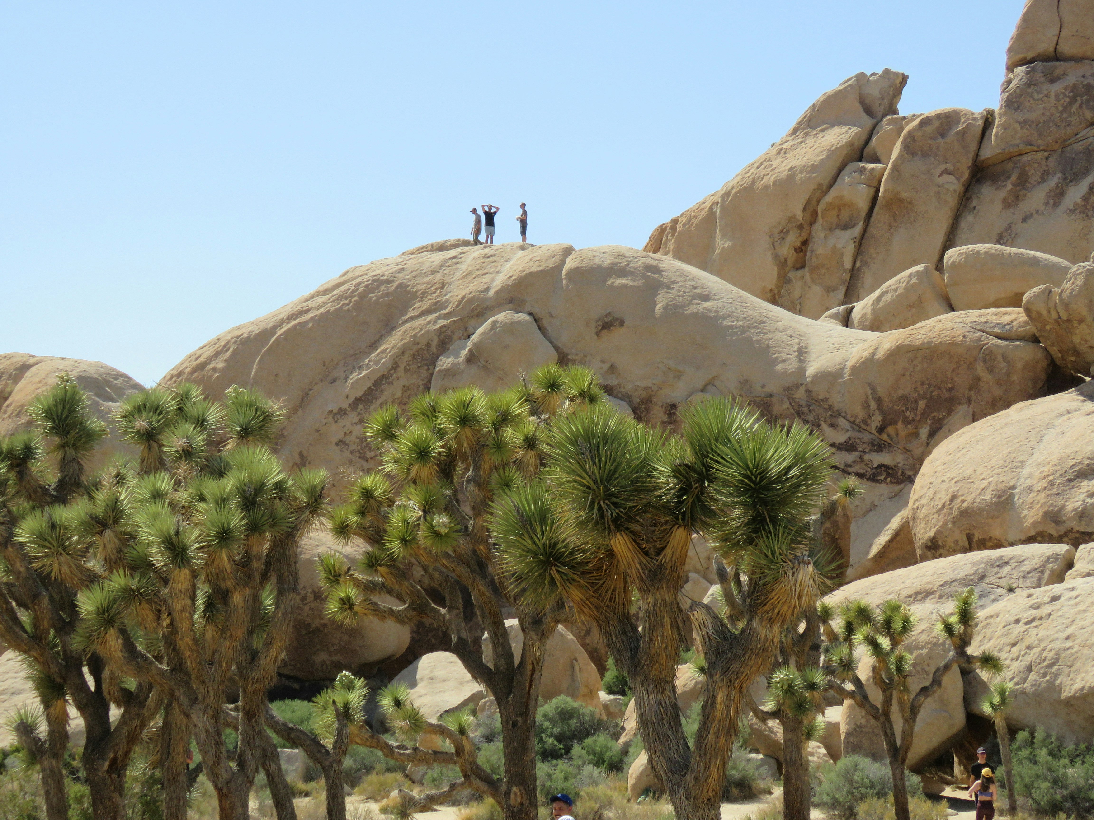 Climbers on a sunlit rock ledge above a desert scrub