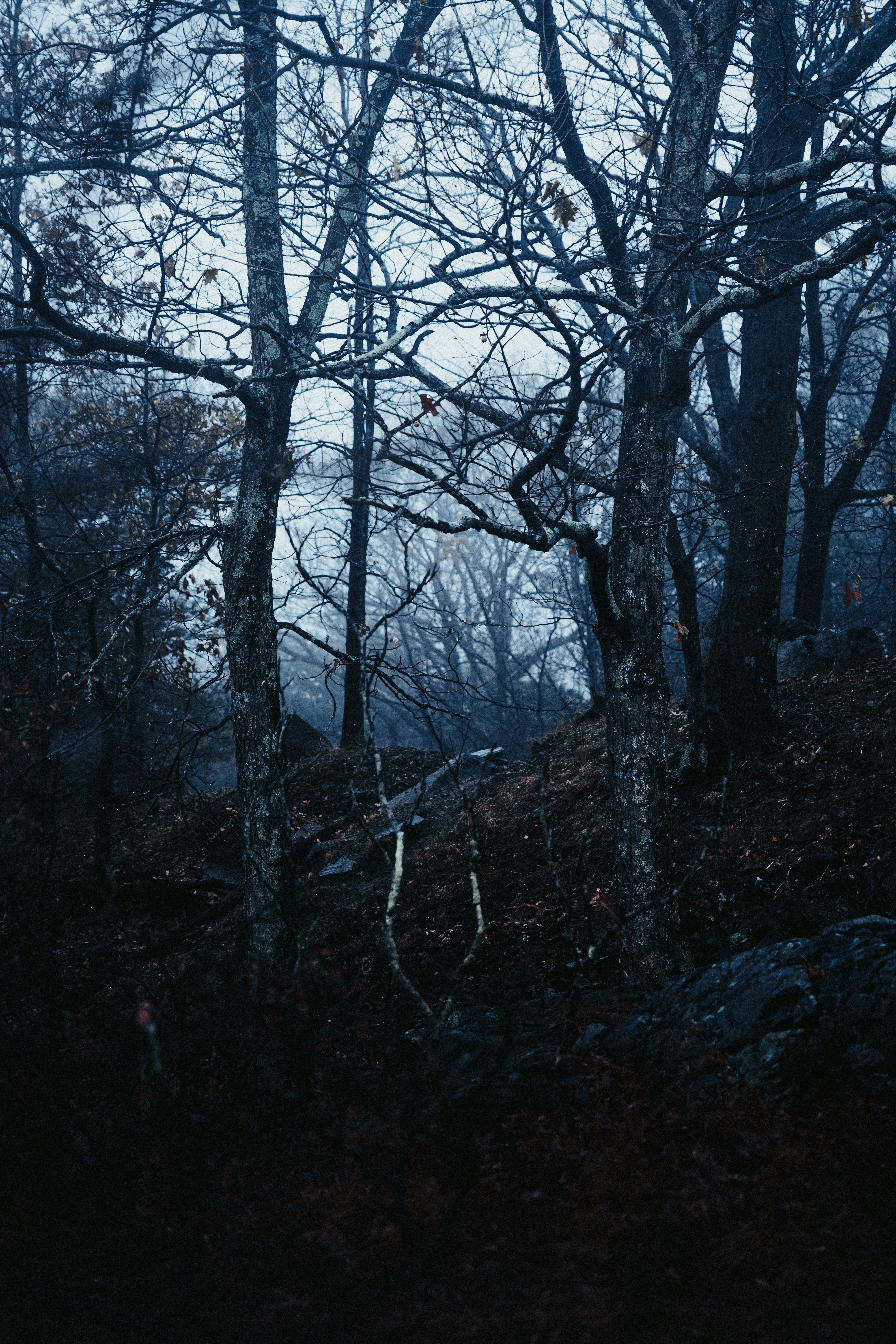 Dark Forest Tumblr Backgrounds
