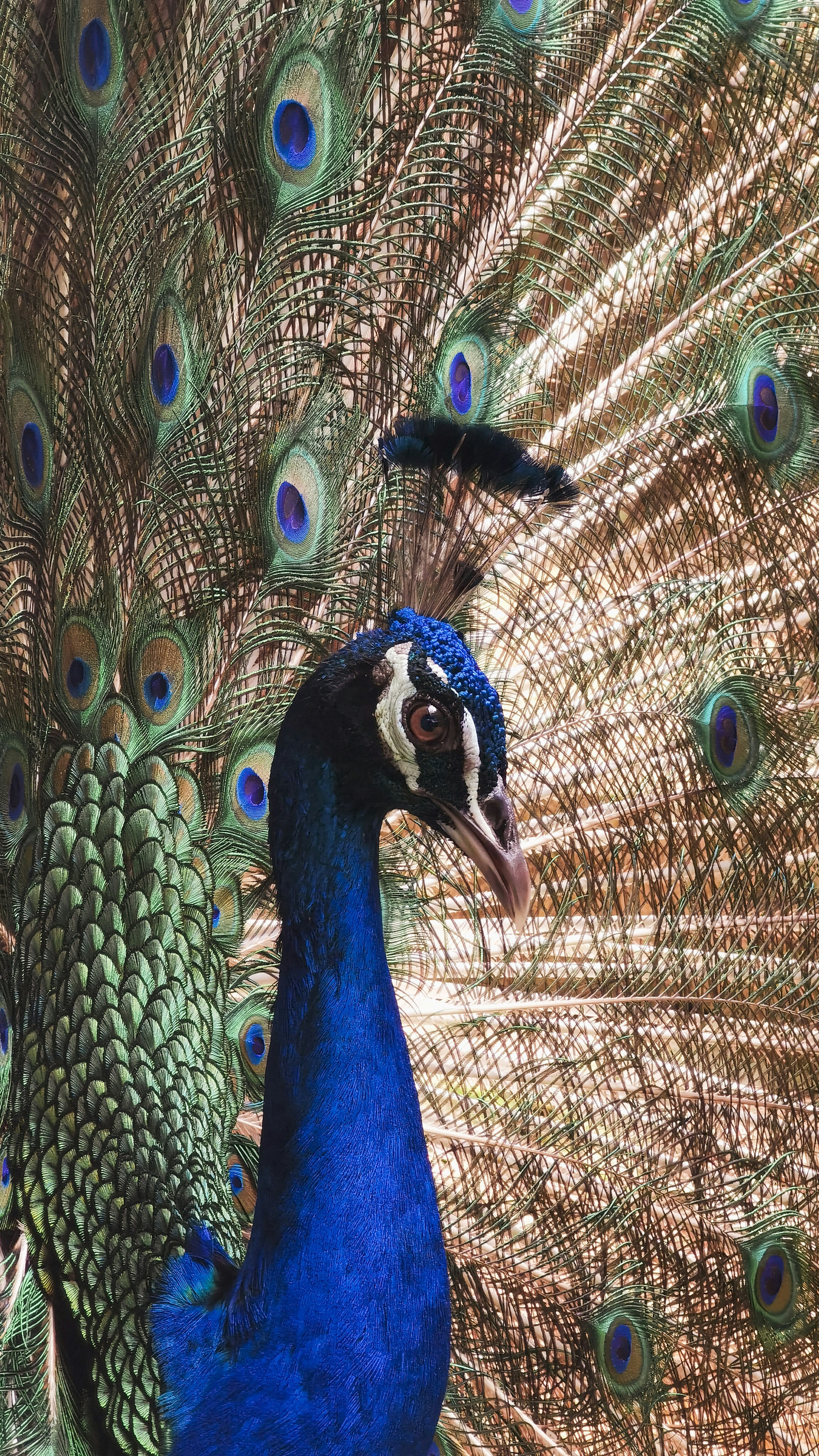 A photograph of a male peacock displaying iridescent blue plumage and a fan of eye-patterned tail feathers. The image emphasizes the bird's regal plumage filling the frame.