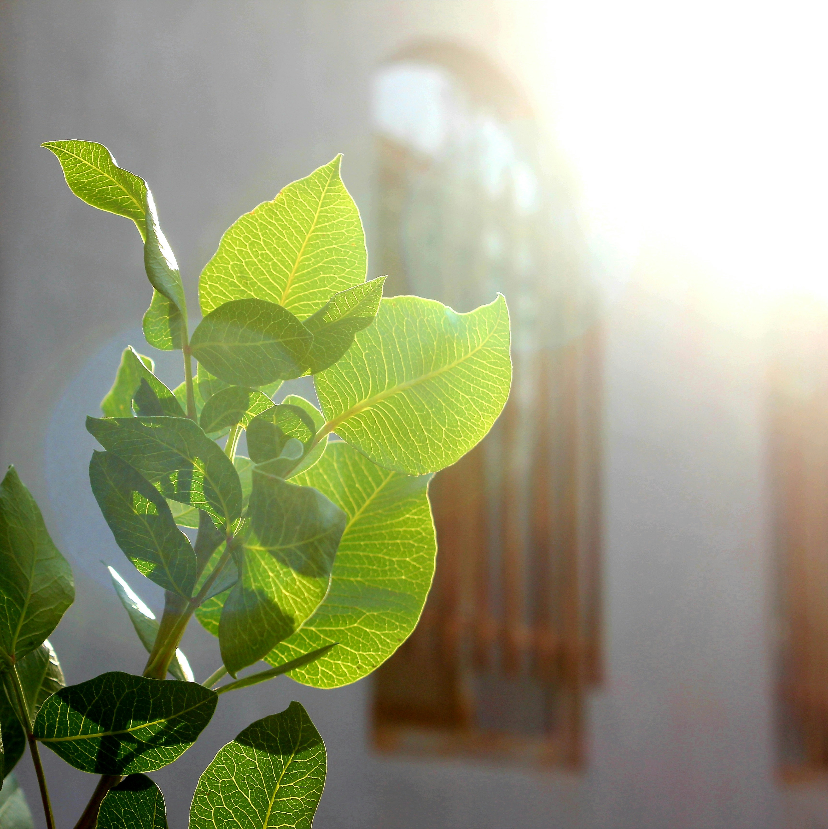 Sunlit Verdure: Vein-Rich Leaves Face Window Light