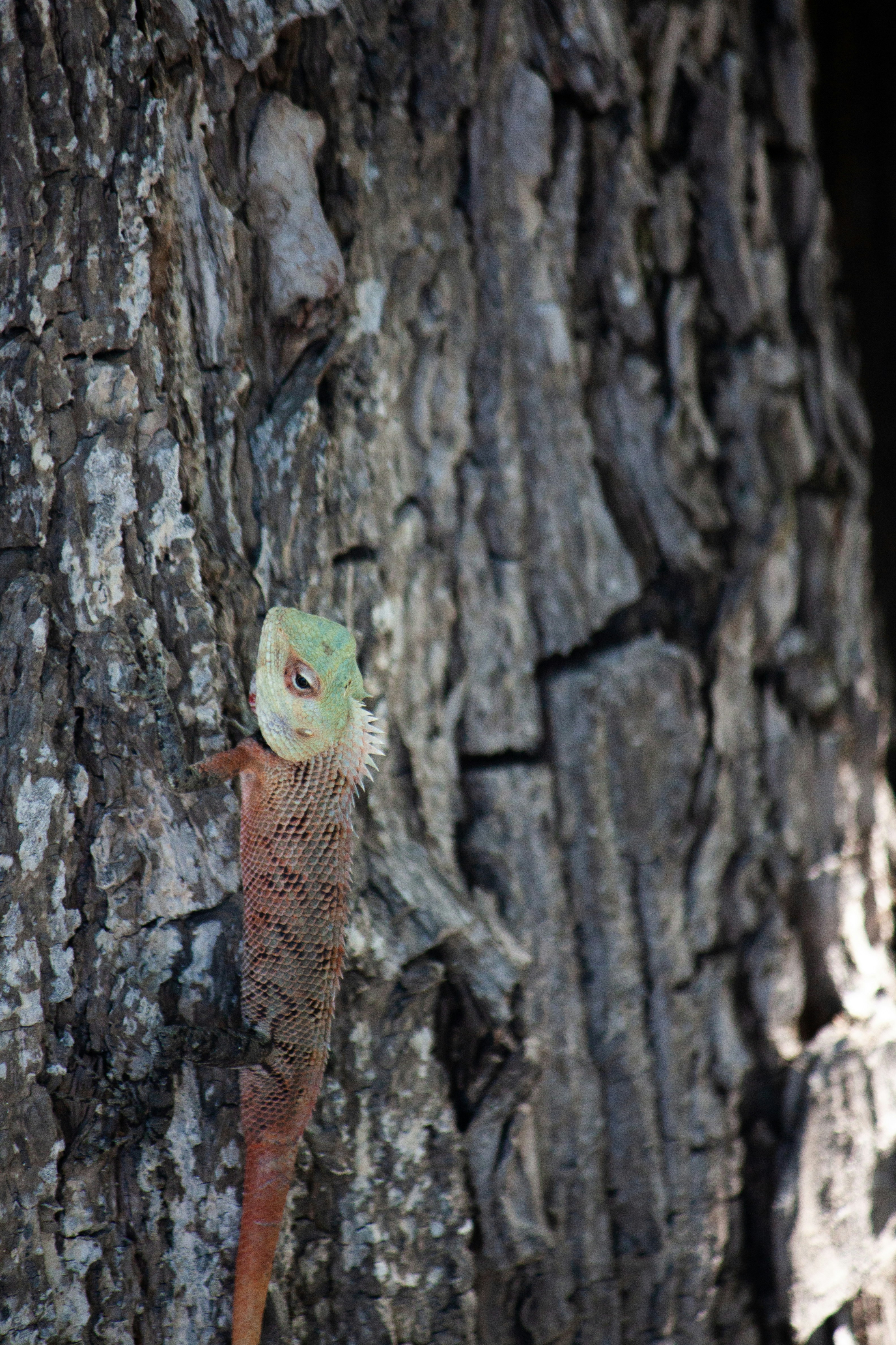 Emerald Head Peeks from Rugged Bark: A Close-Up Encounter