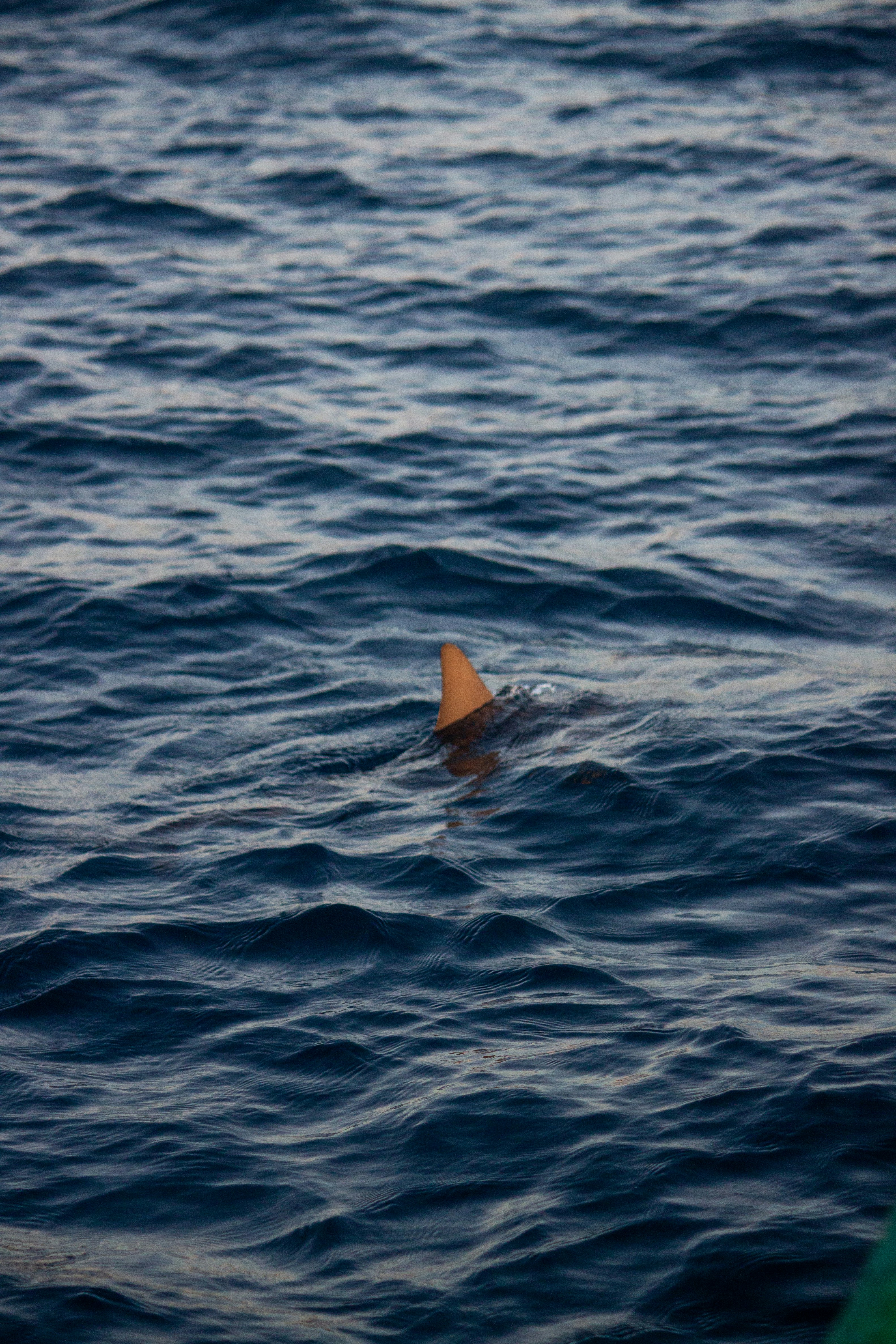 a dolphin swimming in the water