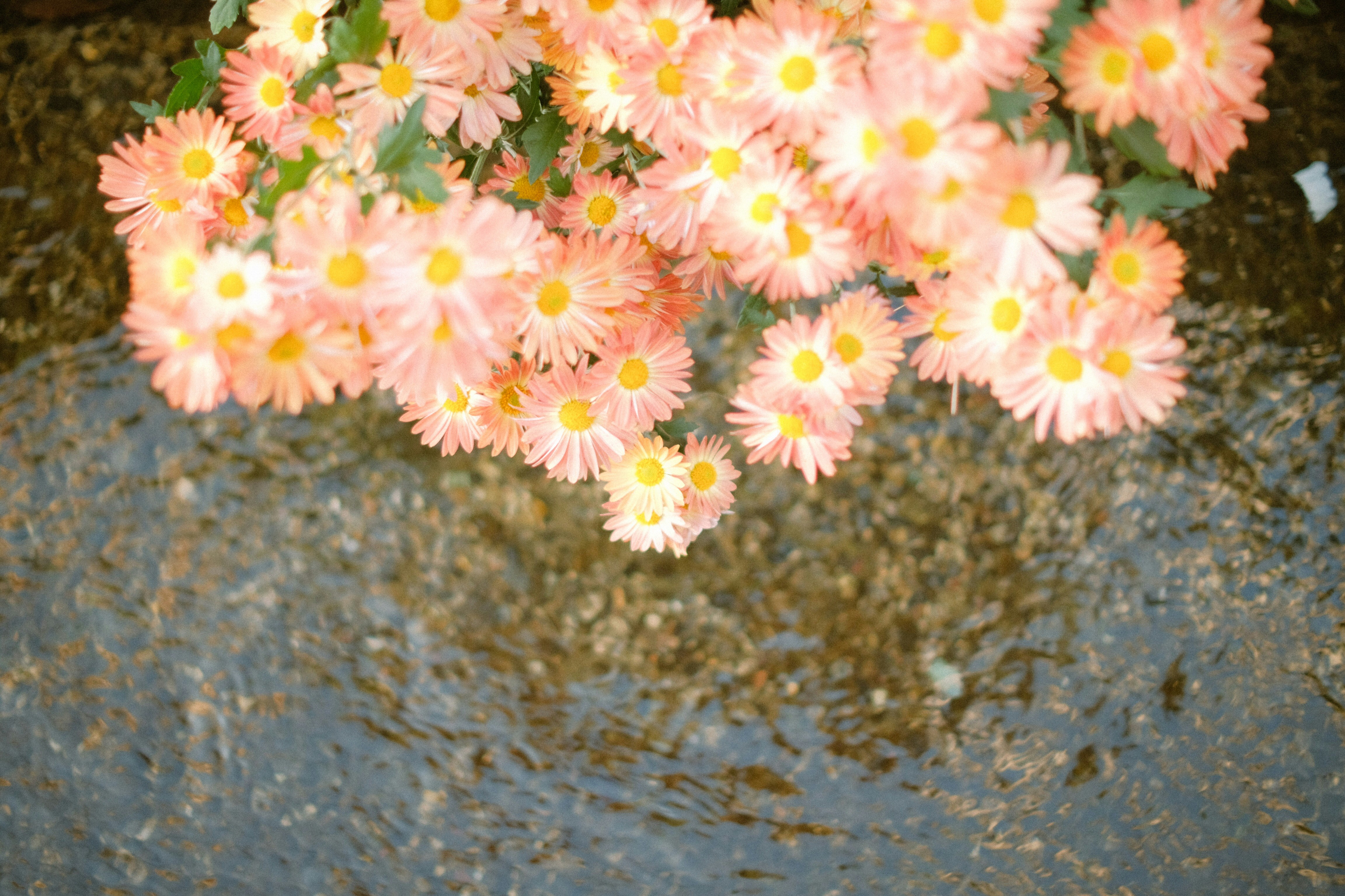 Petal Edge Over Water: Pink Gerberas Framing a Quiet Mirror