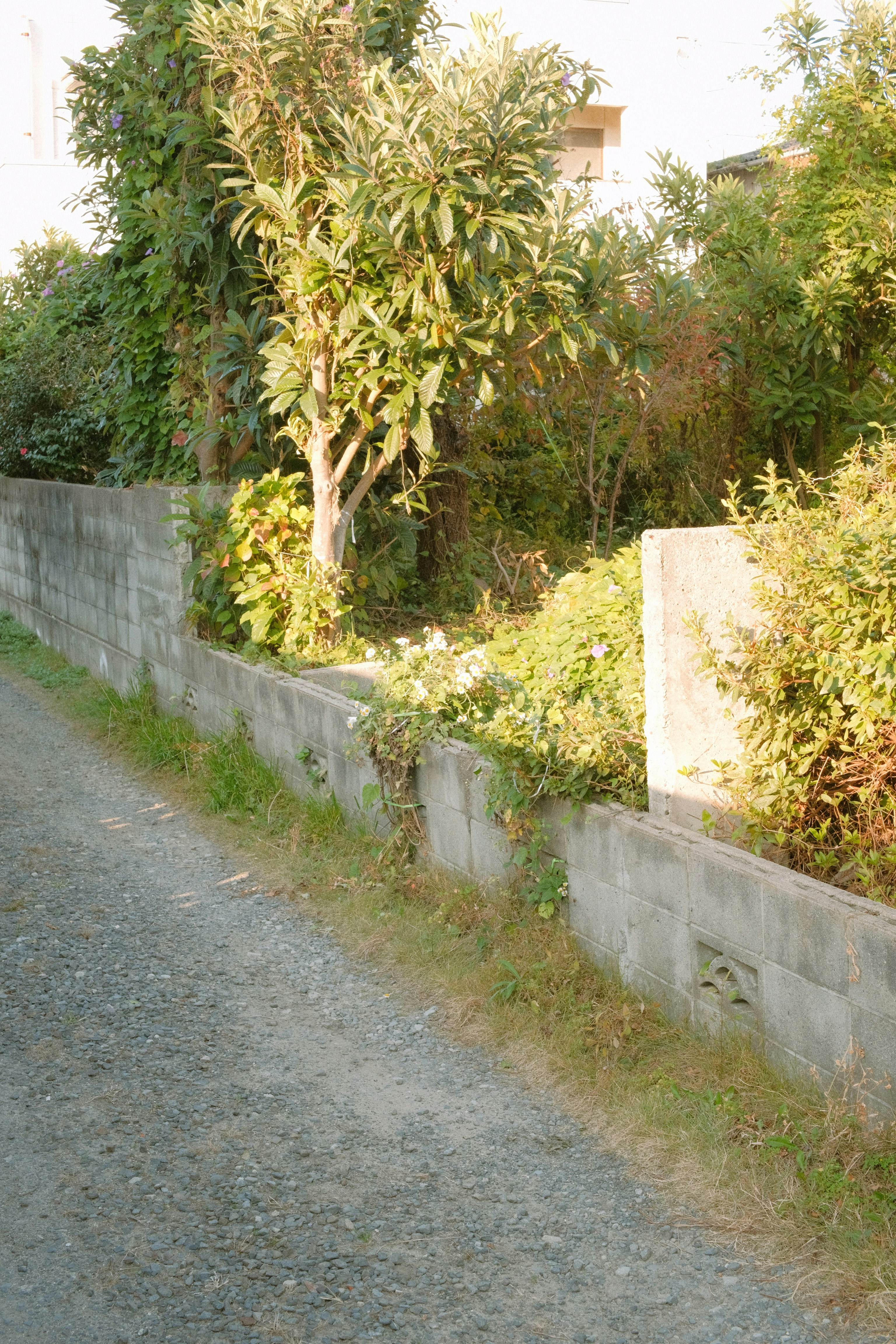 a path with trees and bushes on the side