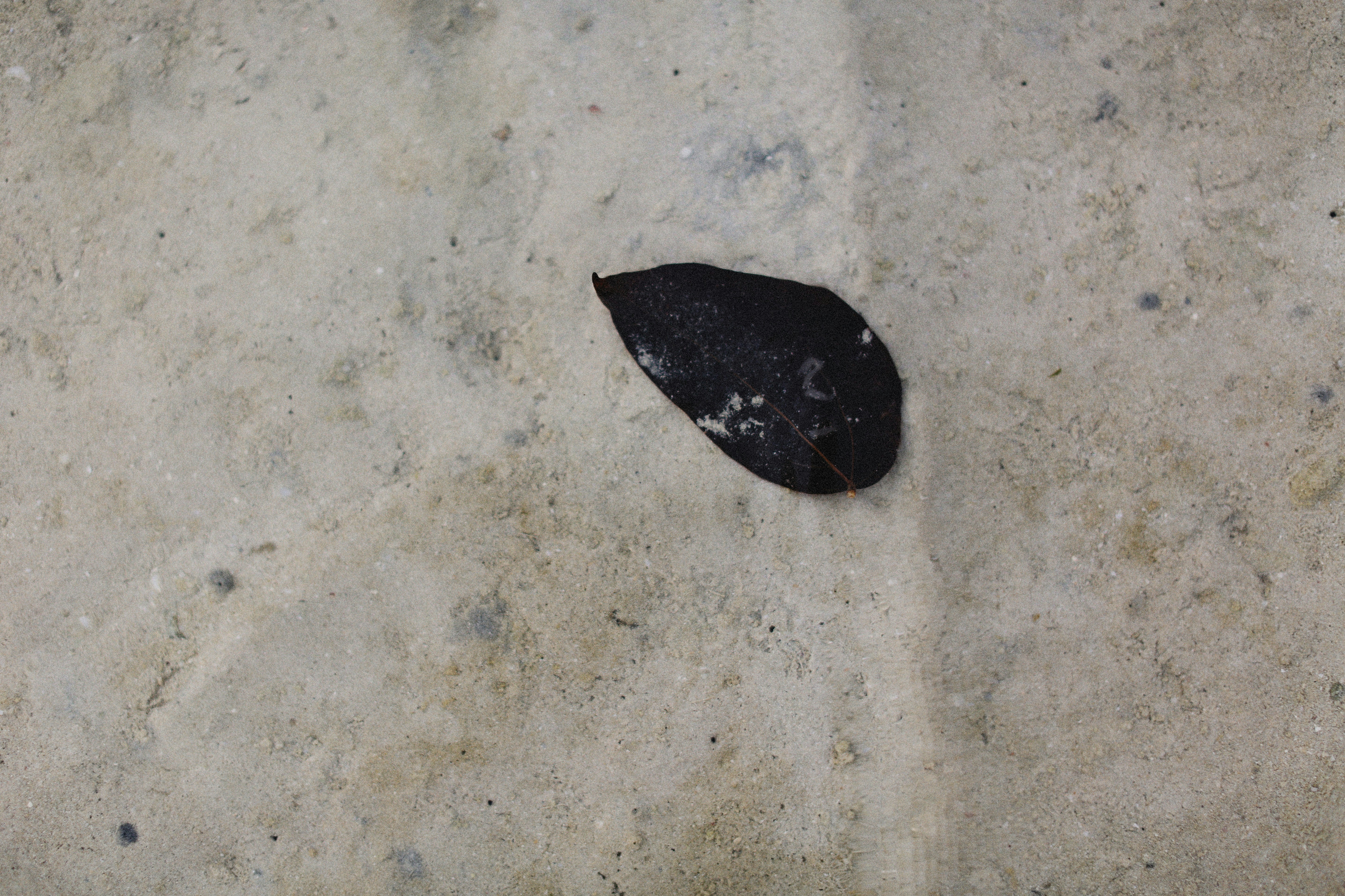 A single dark leaf rests on a textured concrete surface, showcasing the contrast between nature and urban elements.