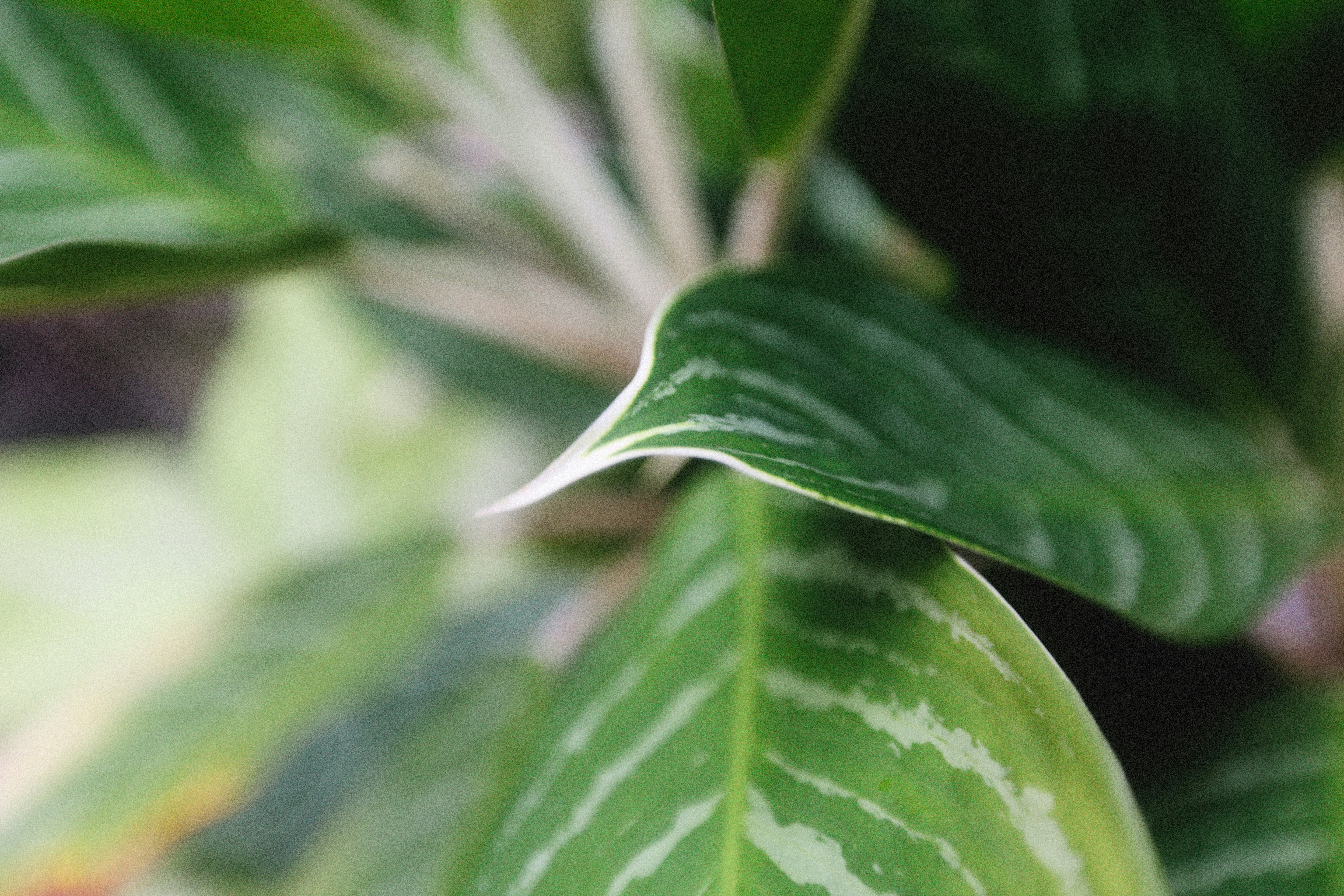 Foto Un primer plano de una hoja – Imagen Gris gratis en Unsplash