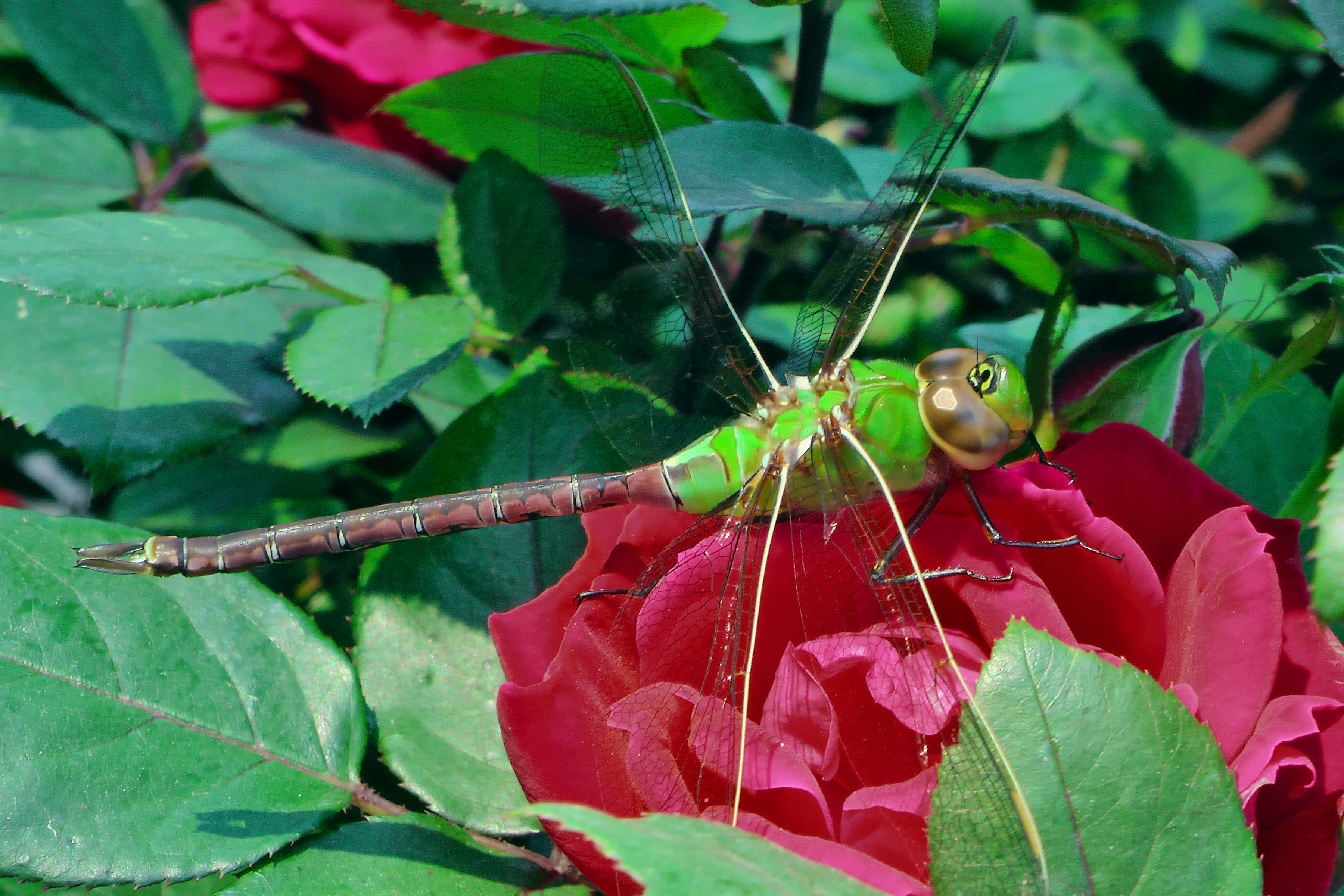 A vibrant green dragonfly perched delicately on a blooming red rose amidst lush green leaves.