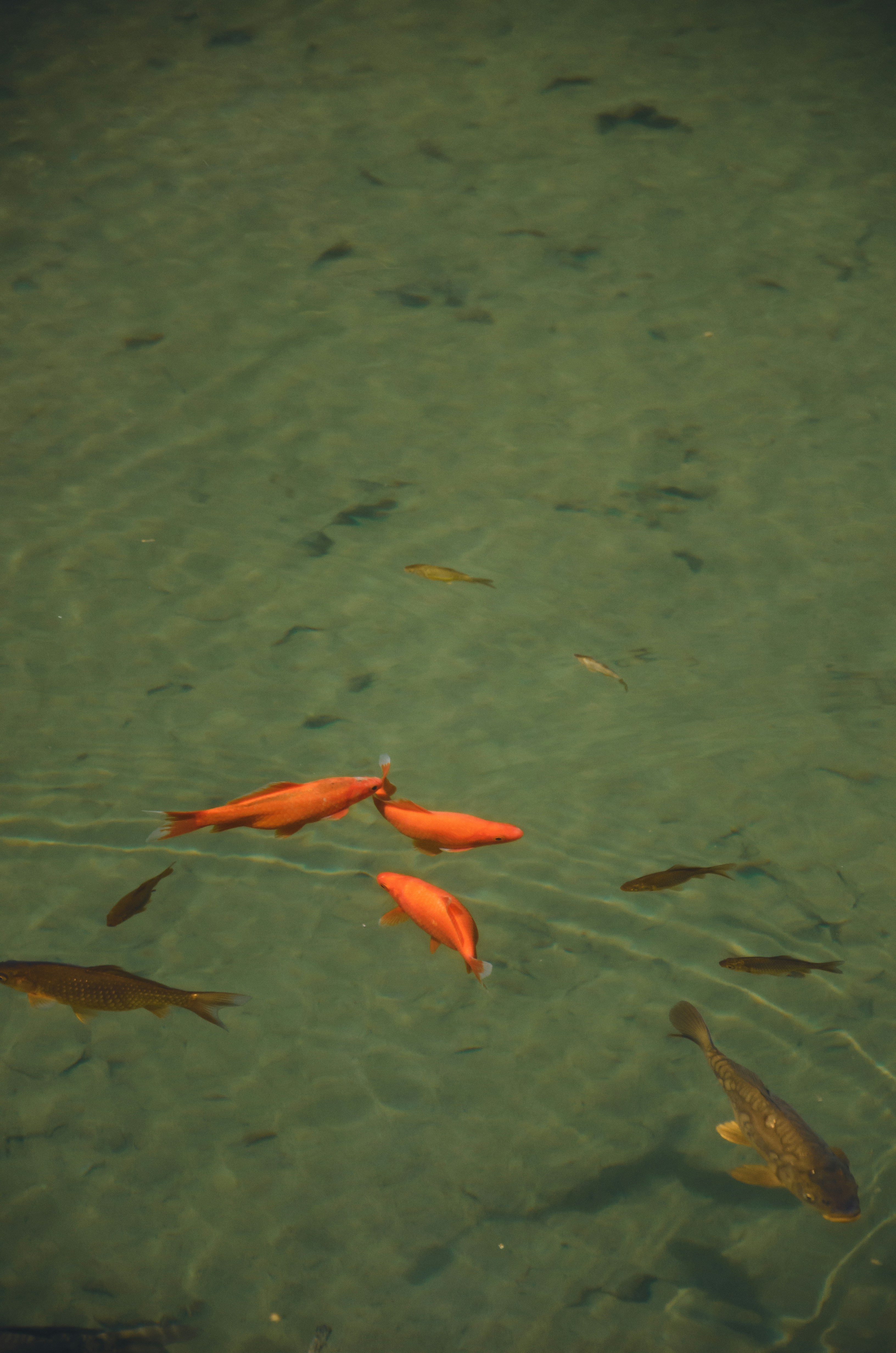 A group of fish swimming in the water photo – Free Pano amiantos Image ...